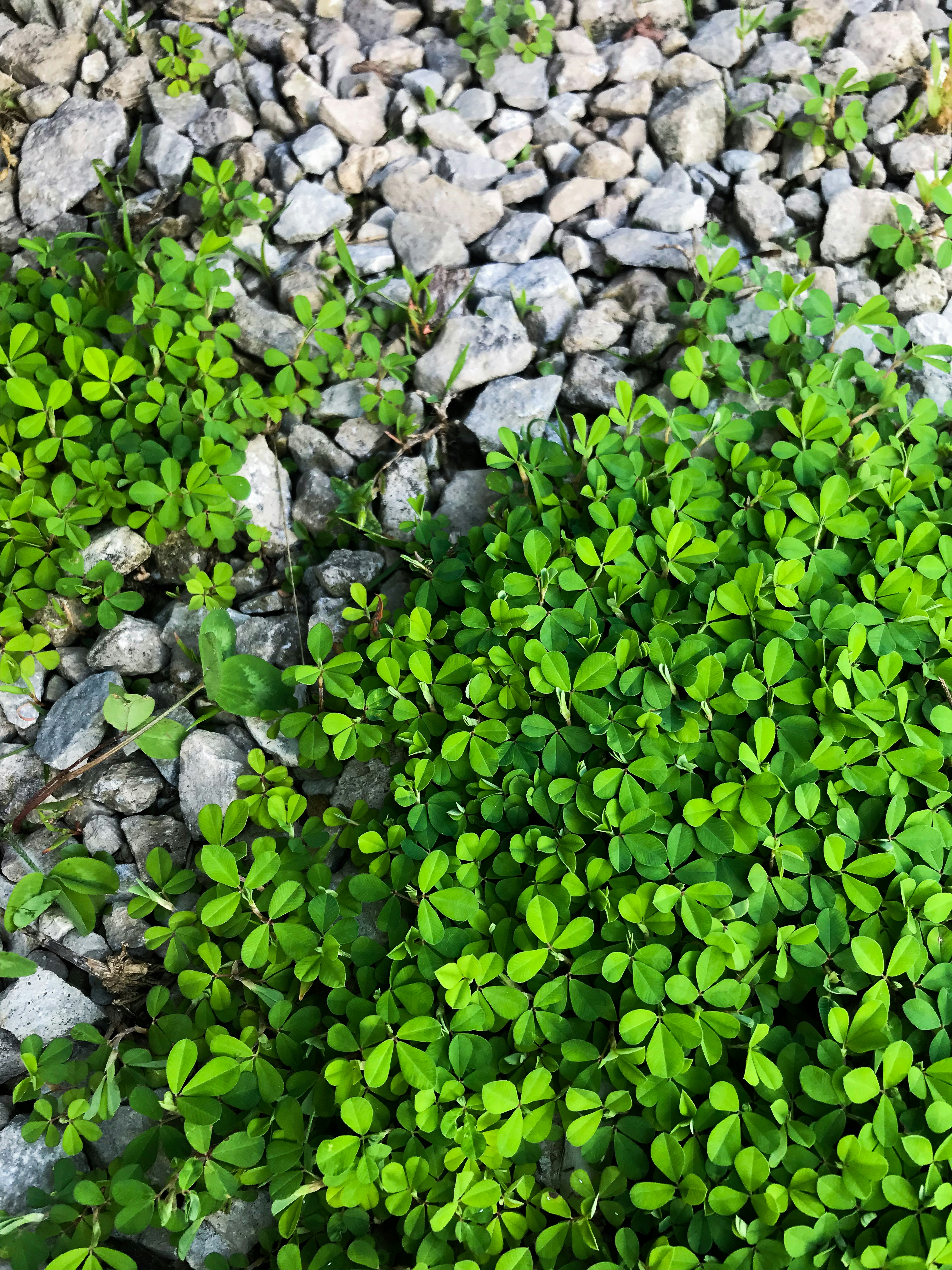 Vibrant green clover-like plants flourish among a bed of gray pebbles, showcasing nature's resilience. The contrast highlights the beauty of life in unexpected places.