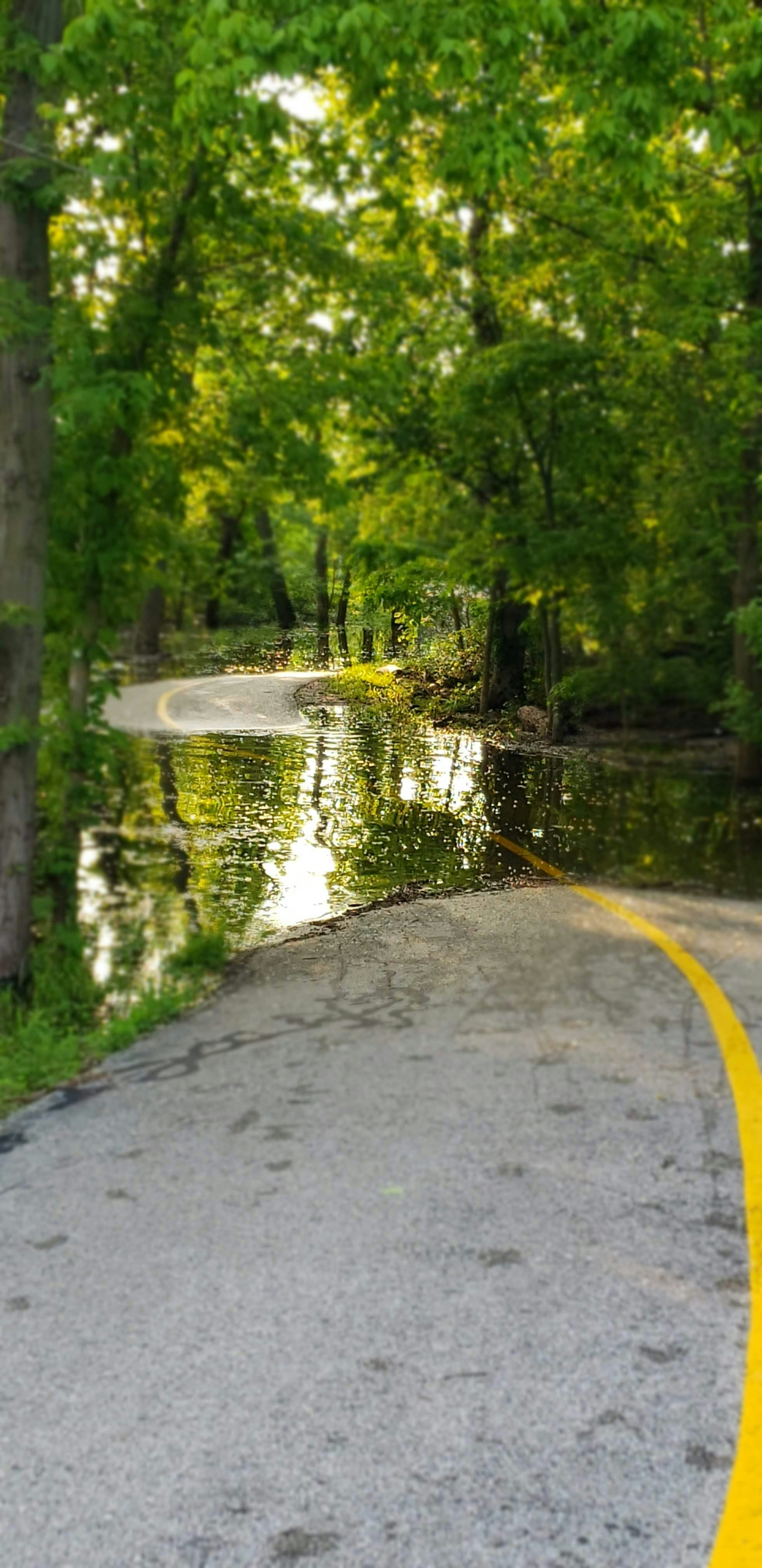 Curved pathway bordered by lush greenery and reflections in standing water, creating a serene atmosphere.