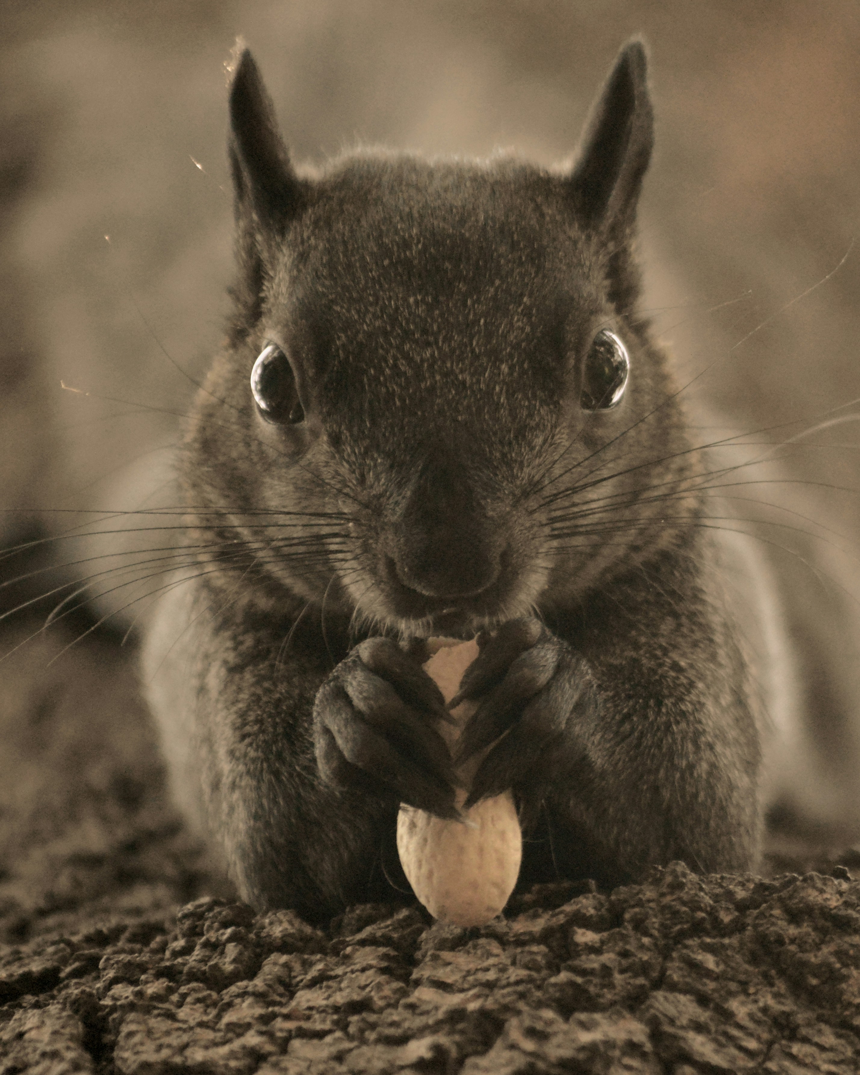 A close-up of a black squirrel holding a peanut, showcasing its expressive eyes and detailed fur texture.