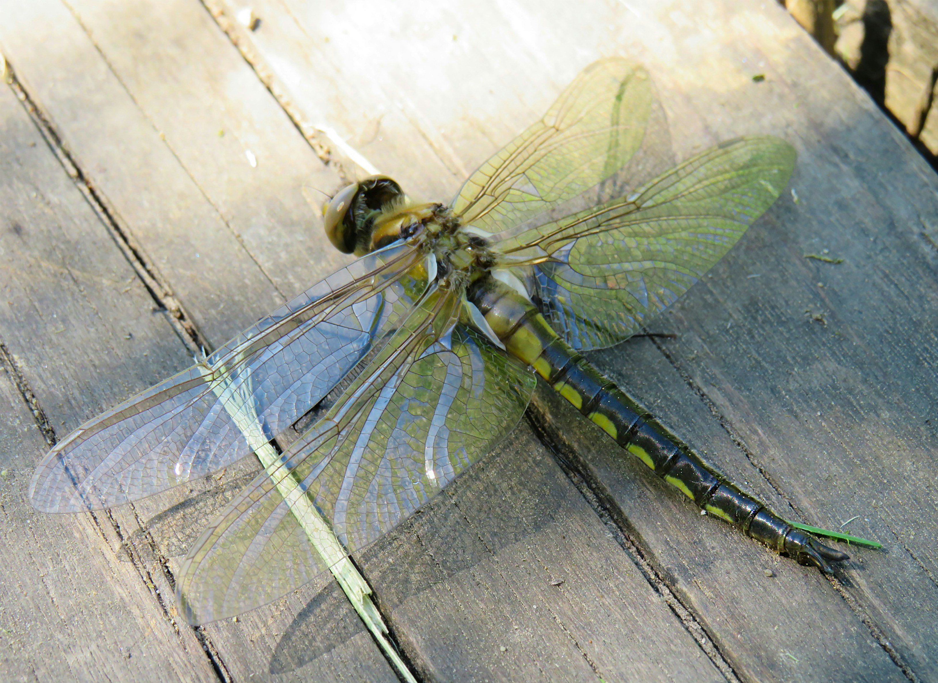 Dragonfly perched on sunlit weathered planks, wings spread to reveal intricate venation and subtle green reflections. This close-up photograph emphasizes natural detail and the contrast between insect and wooden backdrop.