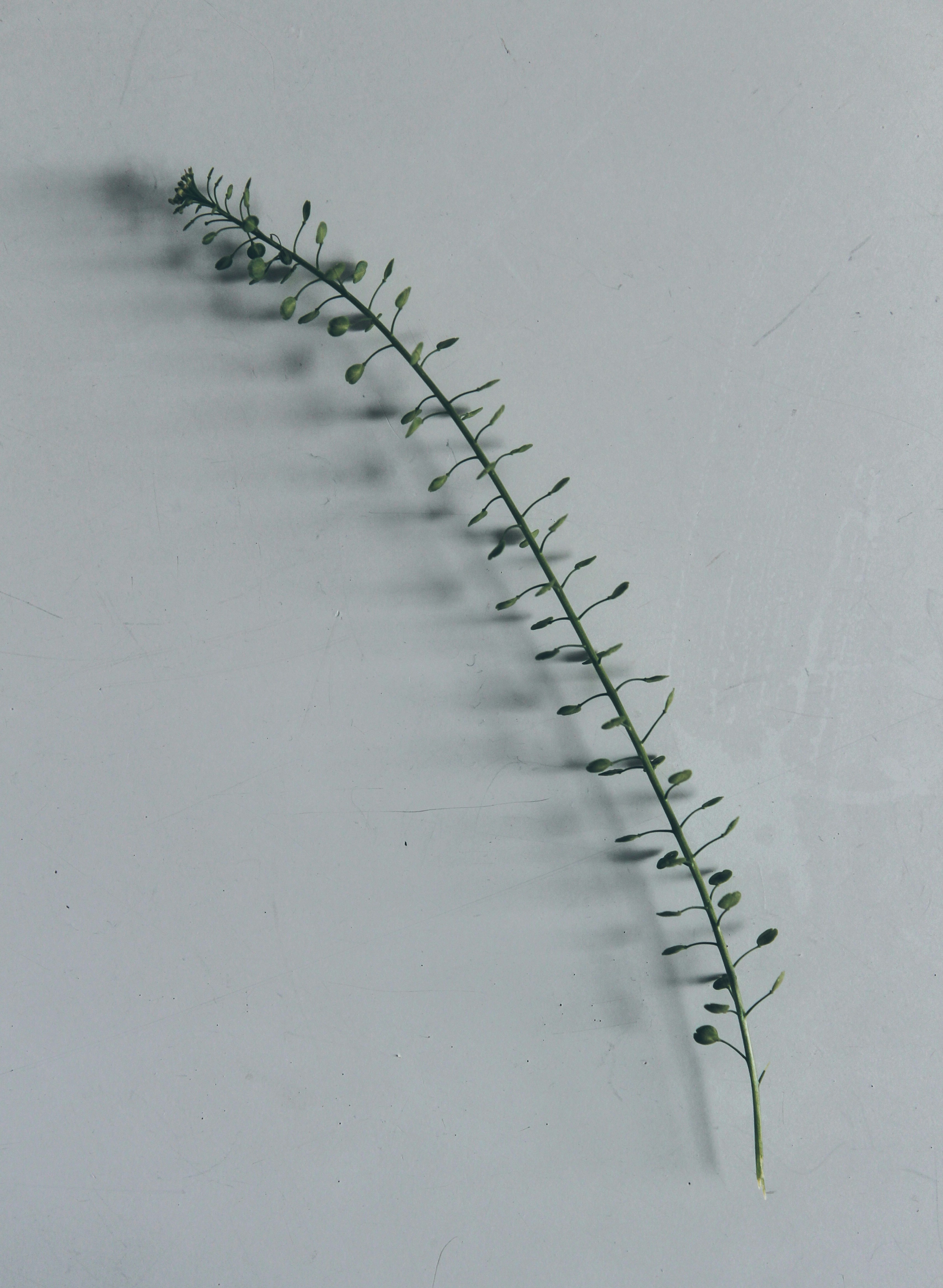 Verdant Arc on a Pale Canvas: A Solitary Stem Study