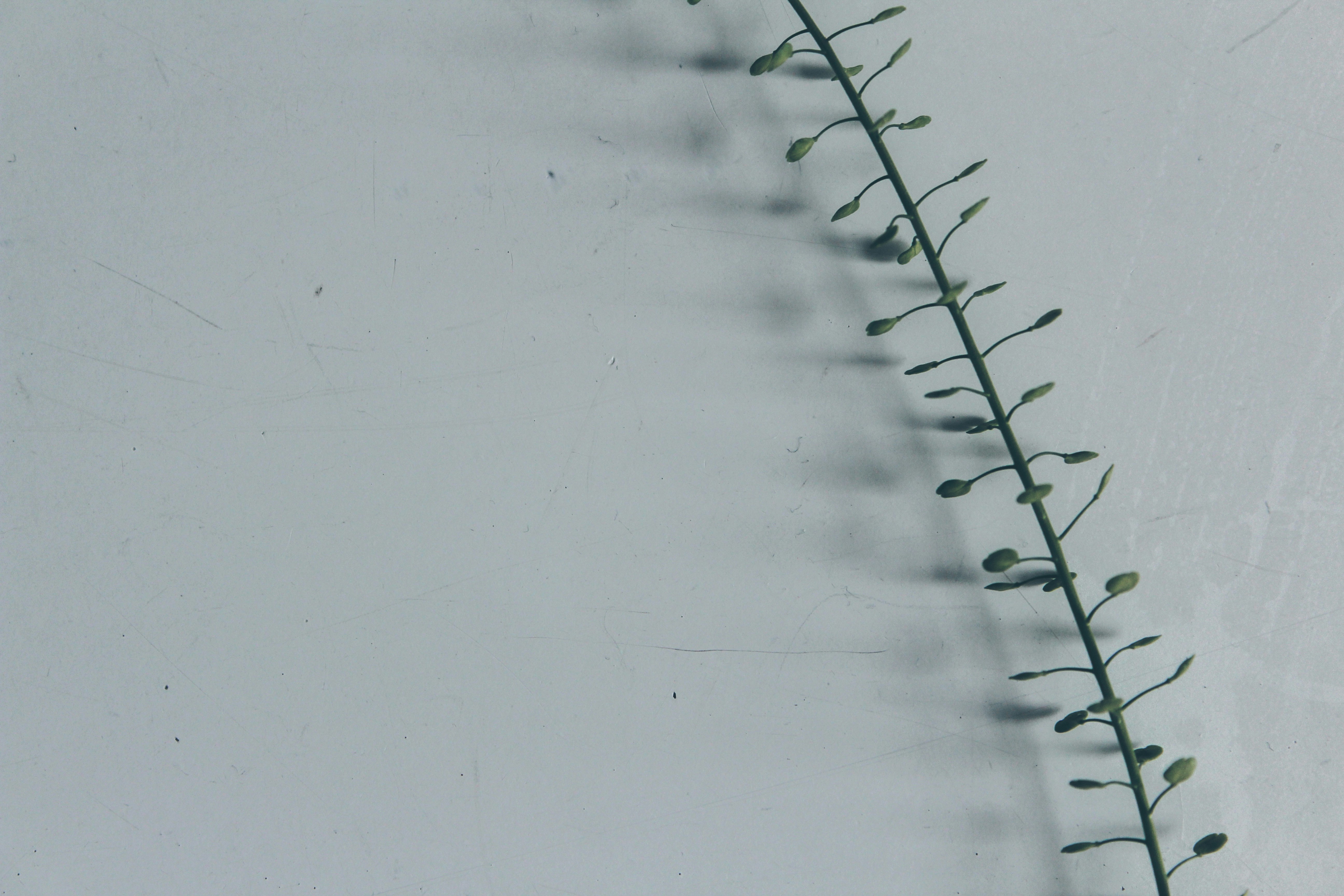 Single Tendril Tracing a Pale Gray Canvas