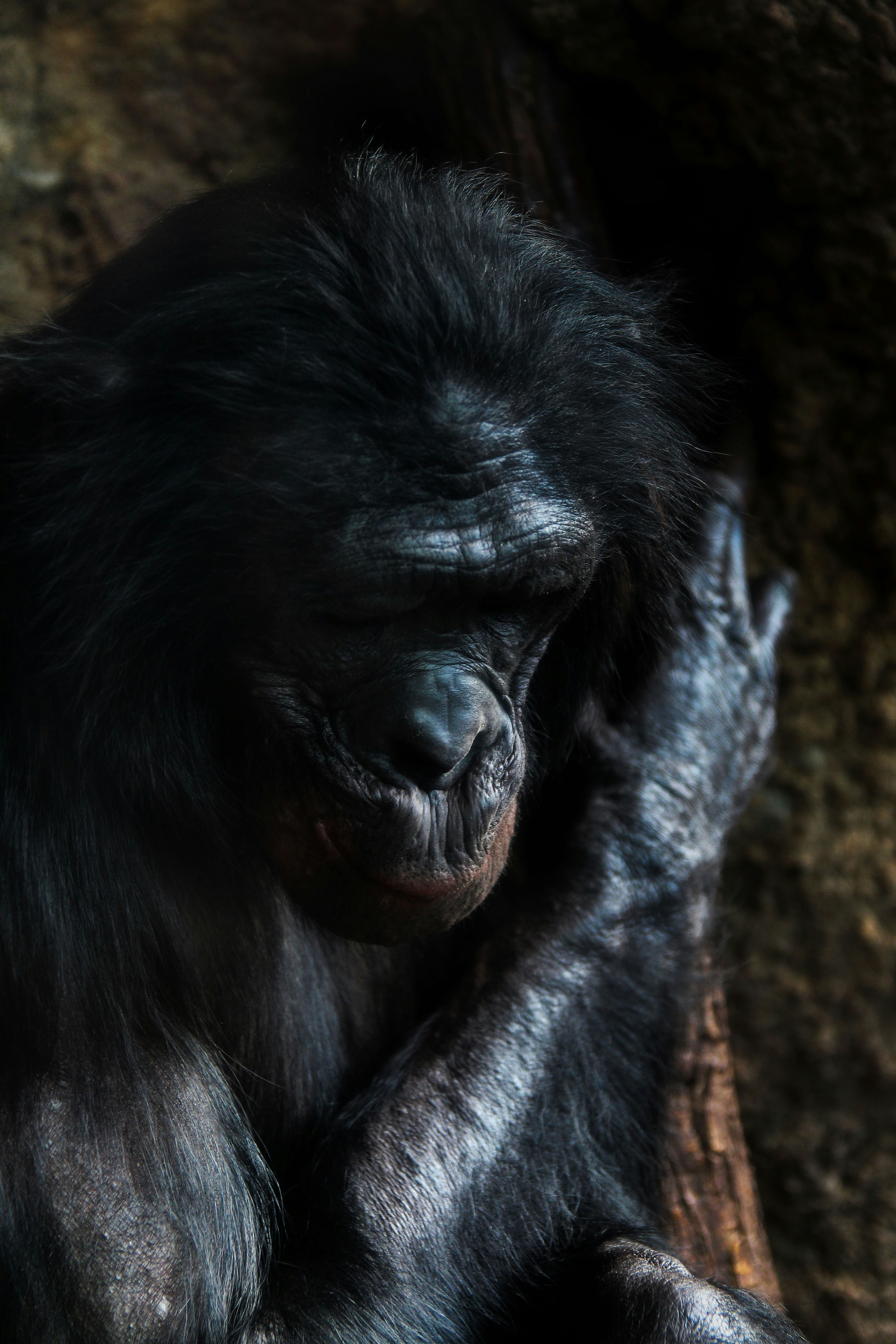 Sad Animal Pictures | Download Free Images on Unsplash