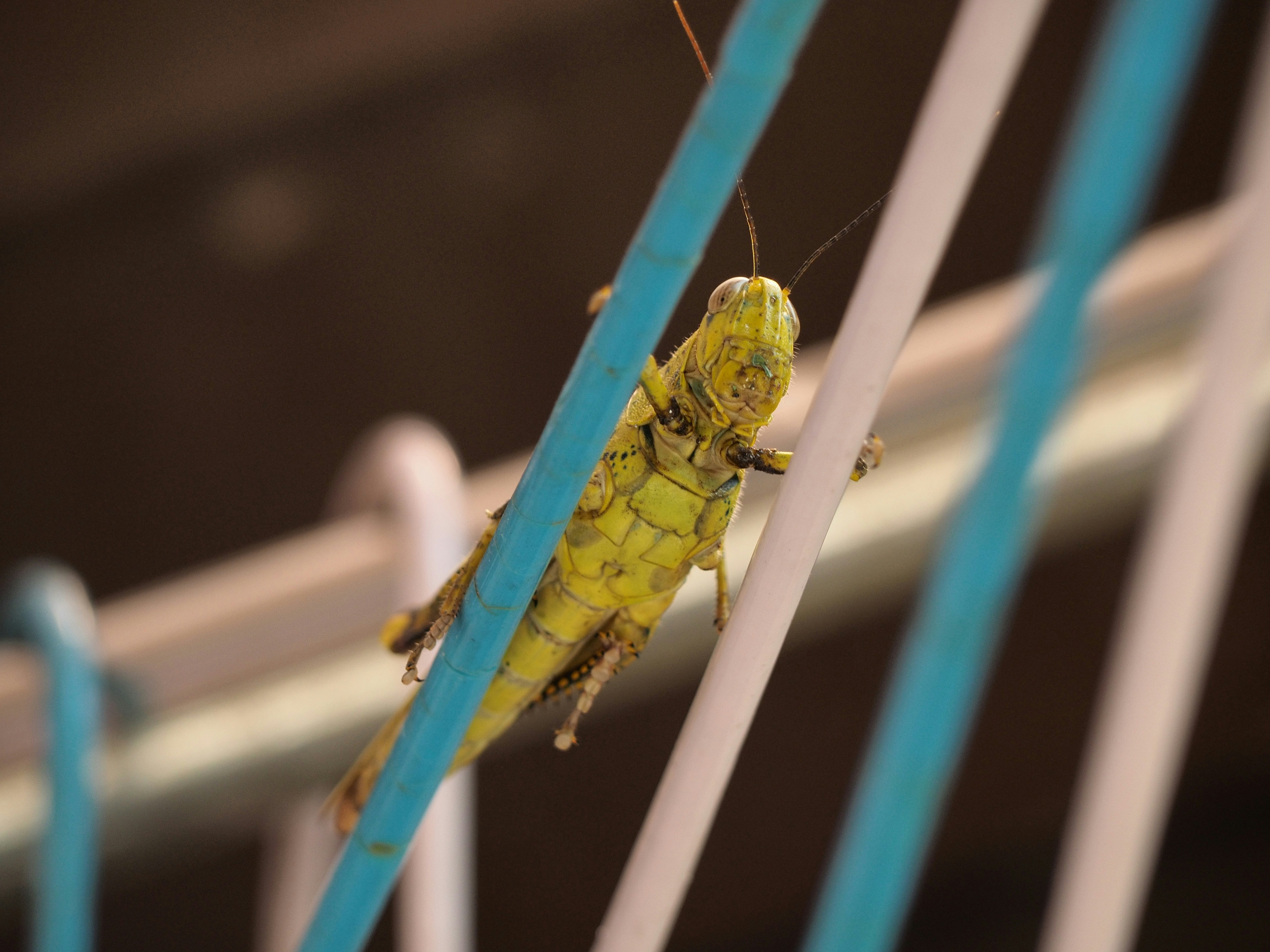 A vibrant yellow grasshopper clings to colorful plastic wires, showcasing its intricate details against a blurred background.