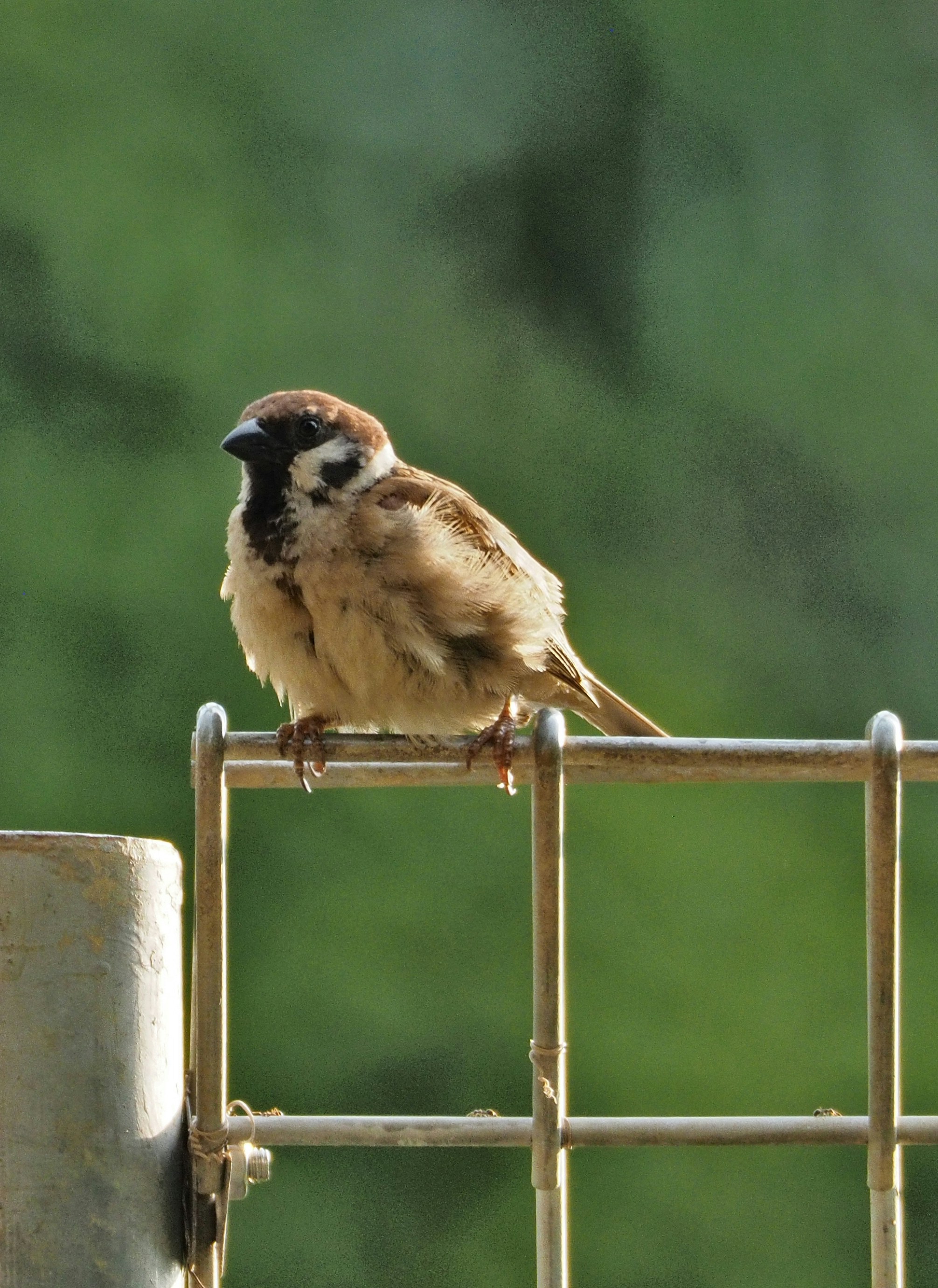 Rust-colored Sparrow Perched on a Weathered Rail Against a Verdant Blur