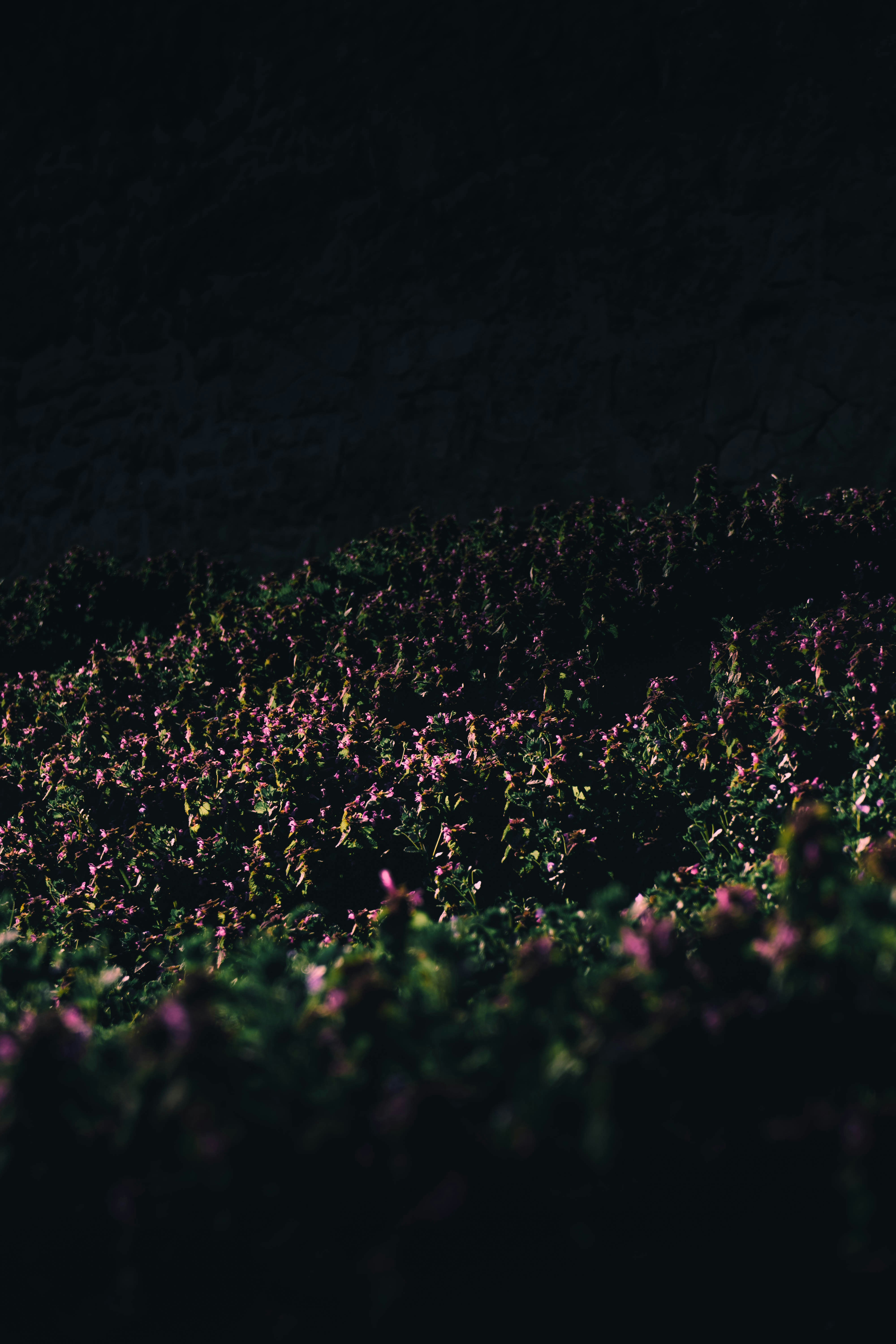 a field of purple flowers in the dark