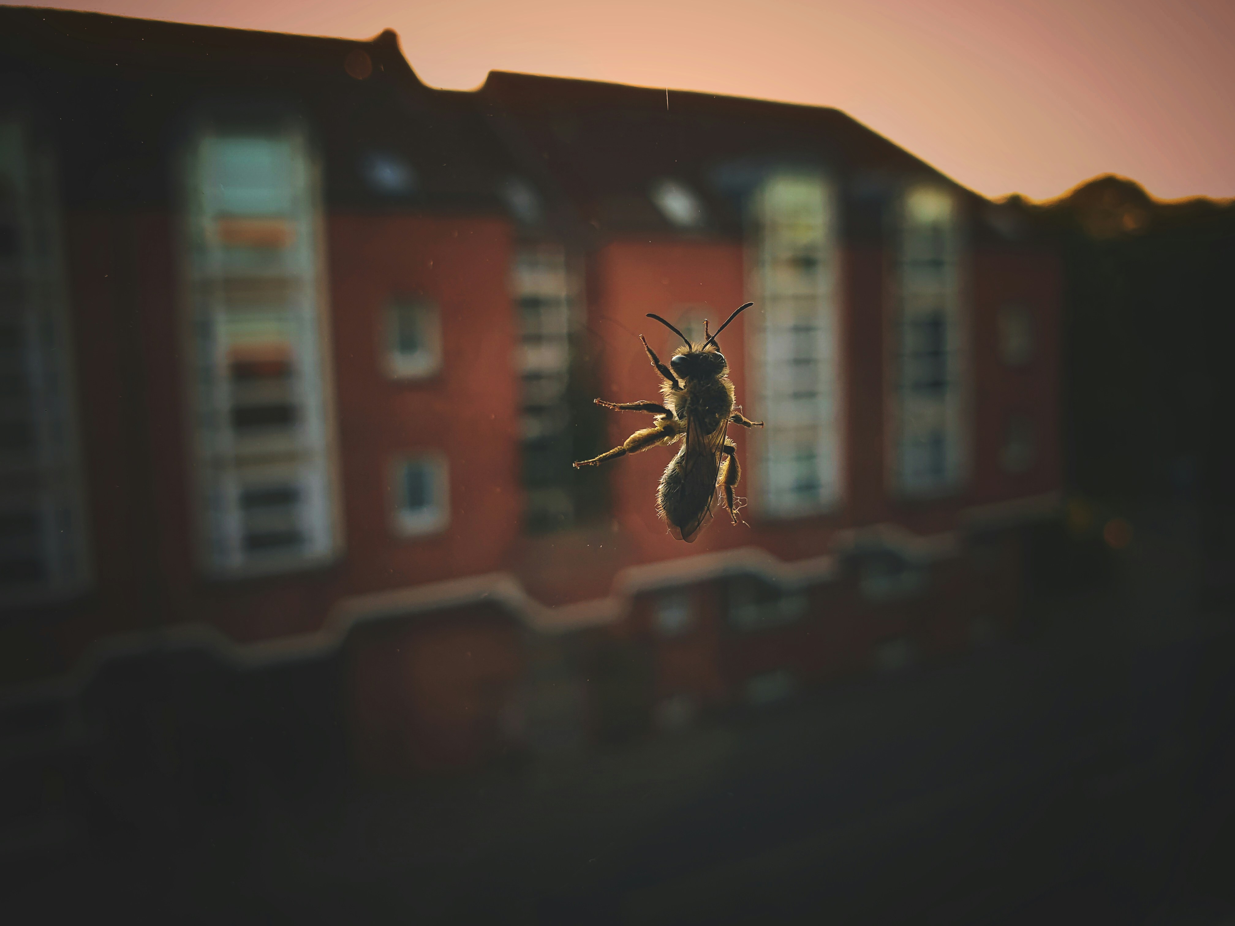 brown insect