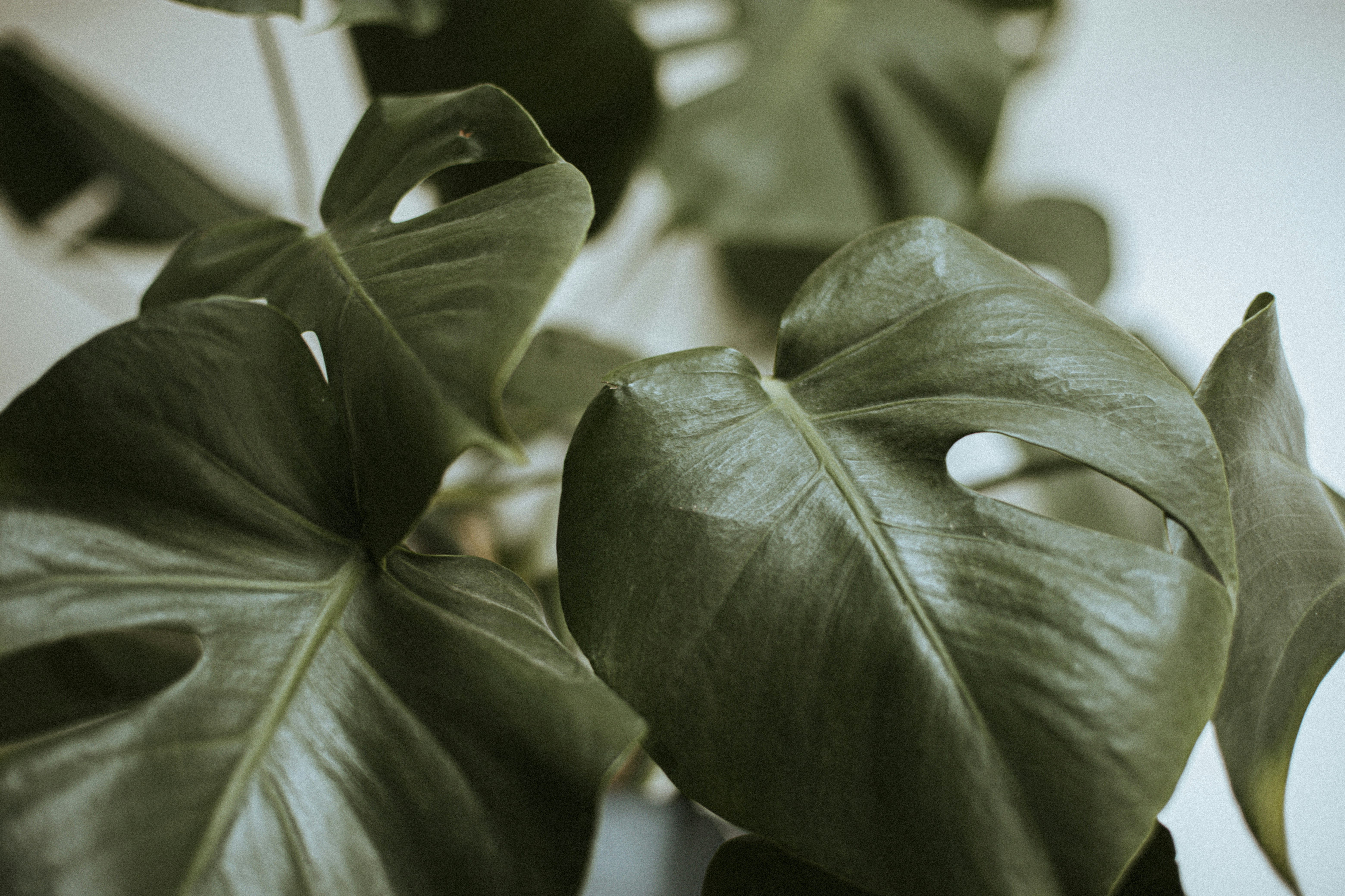 Cordate leaf outdoor plant photo – Free Grey Image on Unsplash