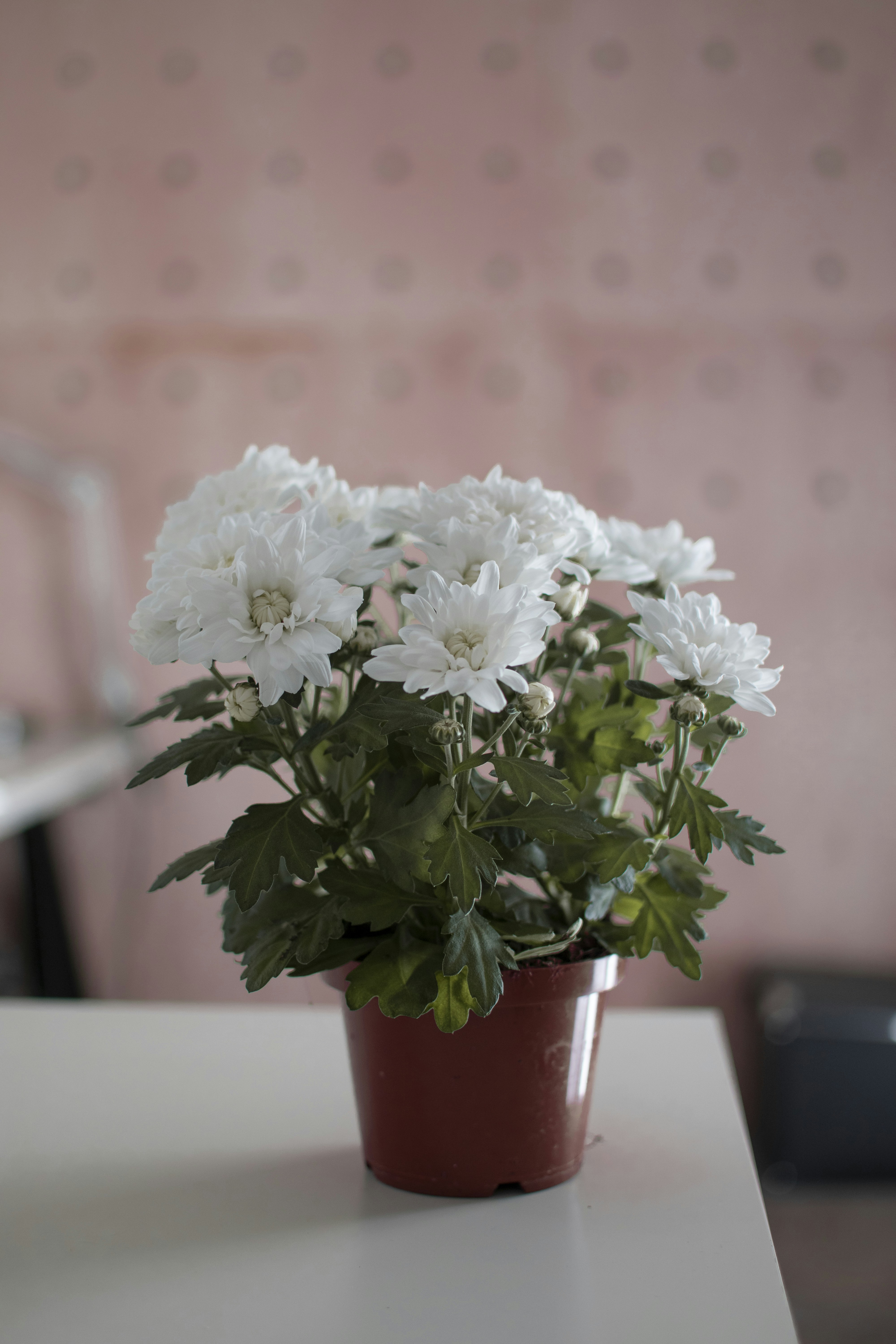 White Chrysanthemums in a Red Pot on a Pale Pink Counter