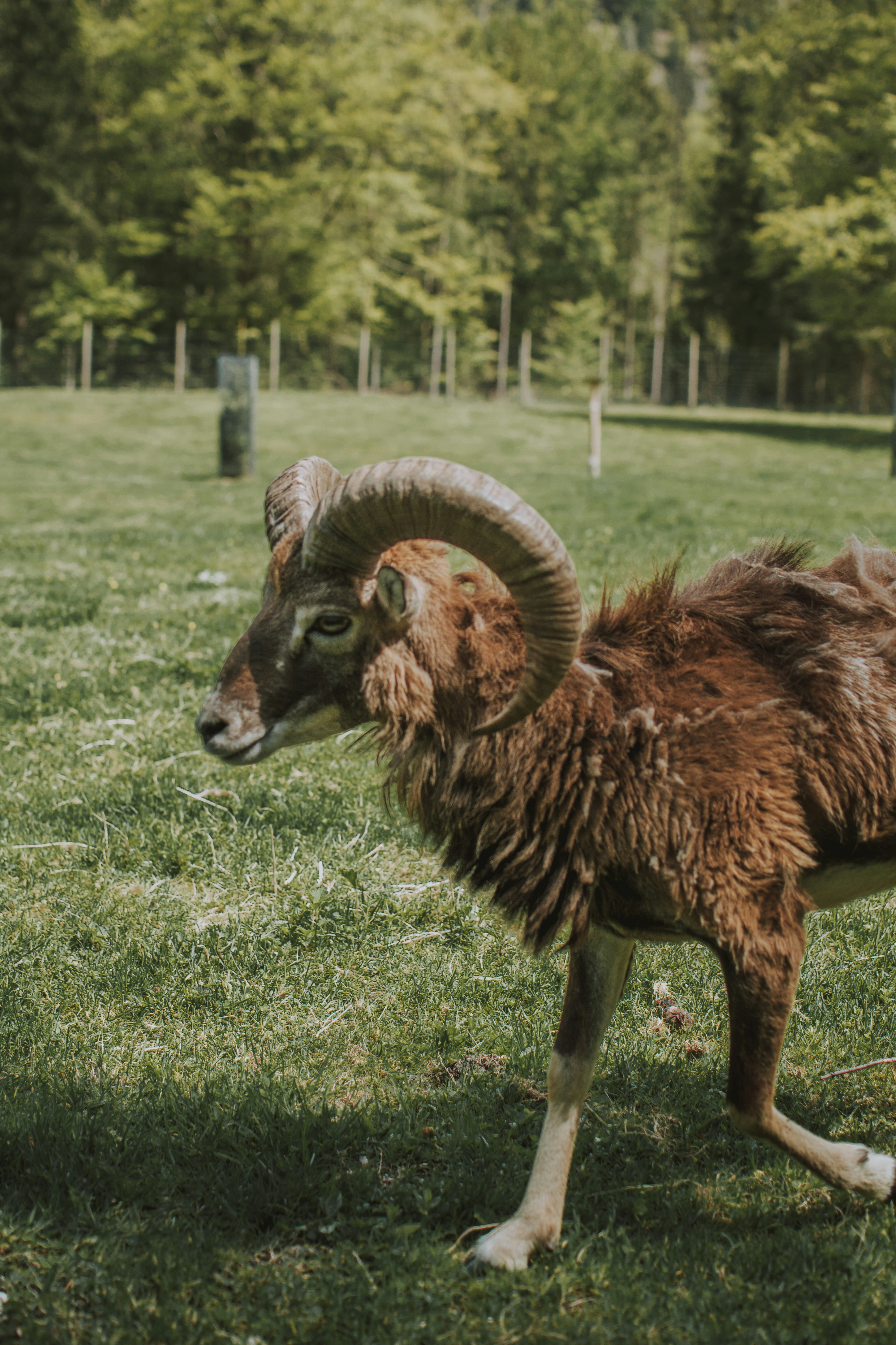 A ram with impressive curved horns stands gracefully on lush green grass, surrounded by a tranquil natural setting.