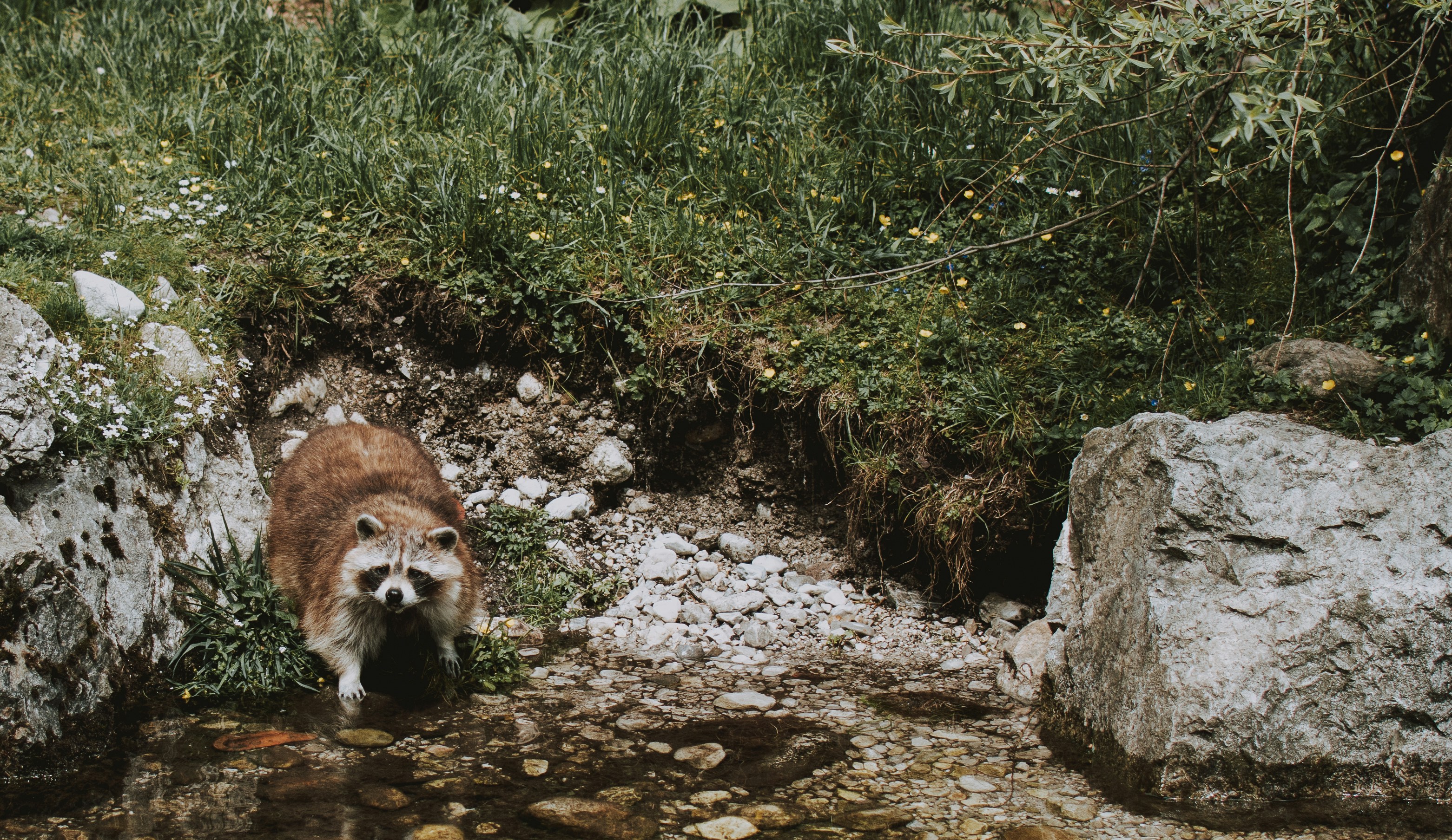 Red panda beside river during daytime photo – Free Mammal Image on Unsplash