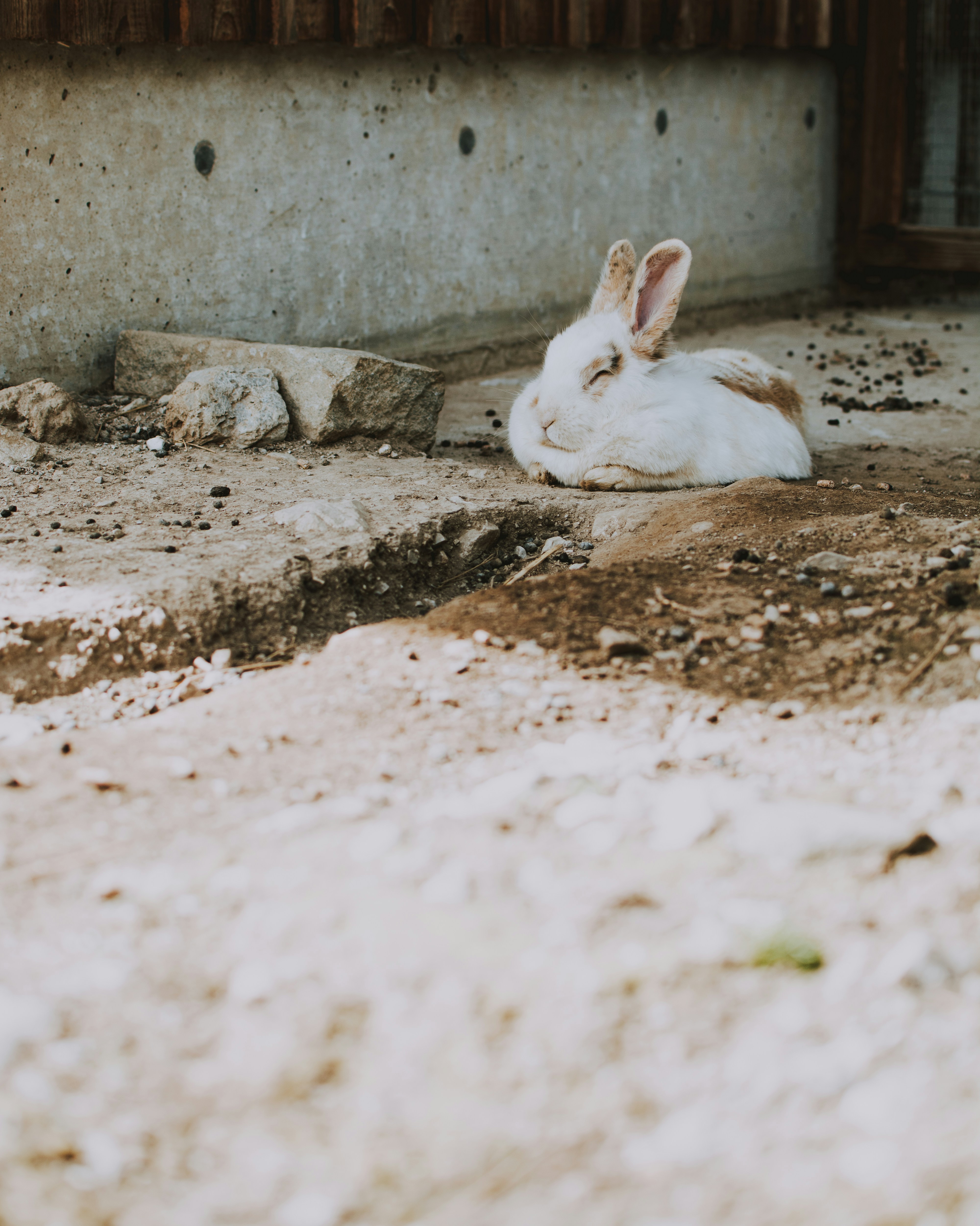 A white rabbit peacefully resting on the ground near some stones and a textured wall. The scene captures the tranquility of nature.