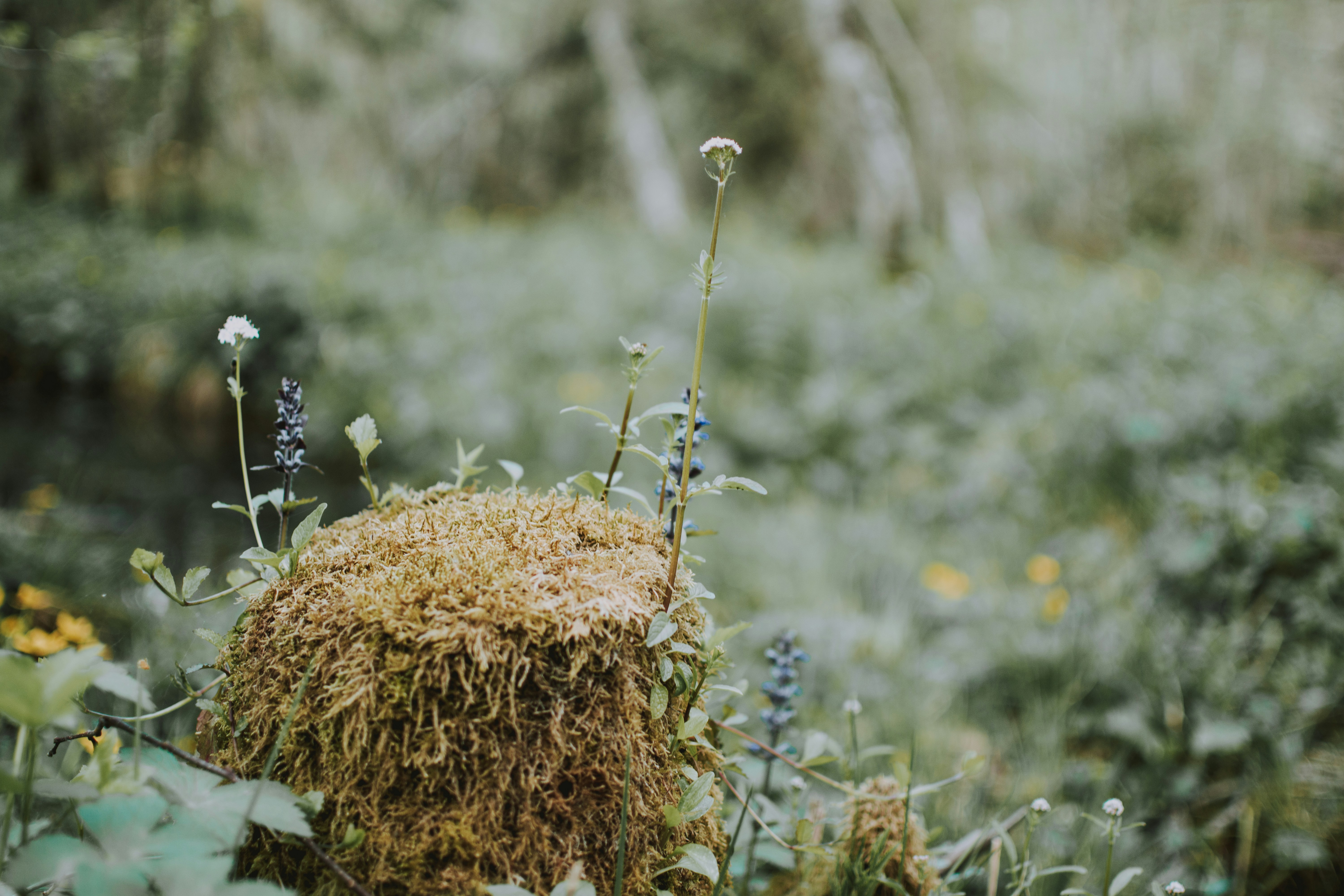 Moss-covered stump adorned with delicate wildflowers in a lush green forest setting.