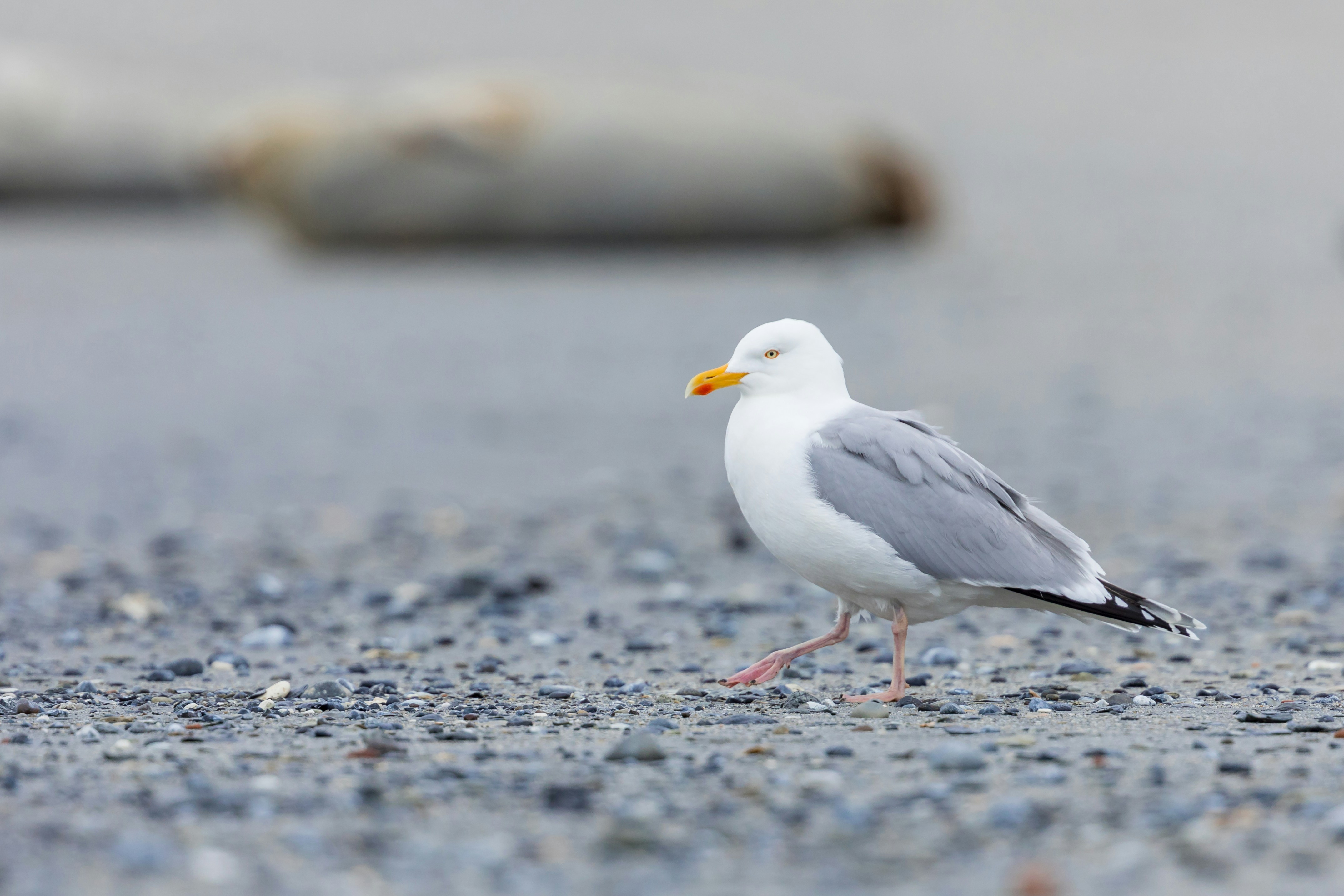 A seagull walking along a pebbled shore, showcasing its distinctive gray and white plumage against a blurred background. 