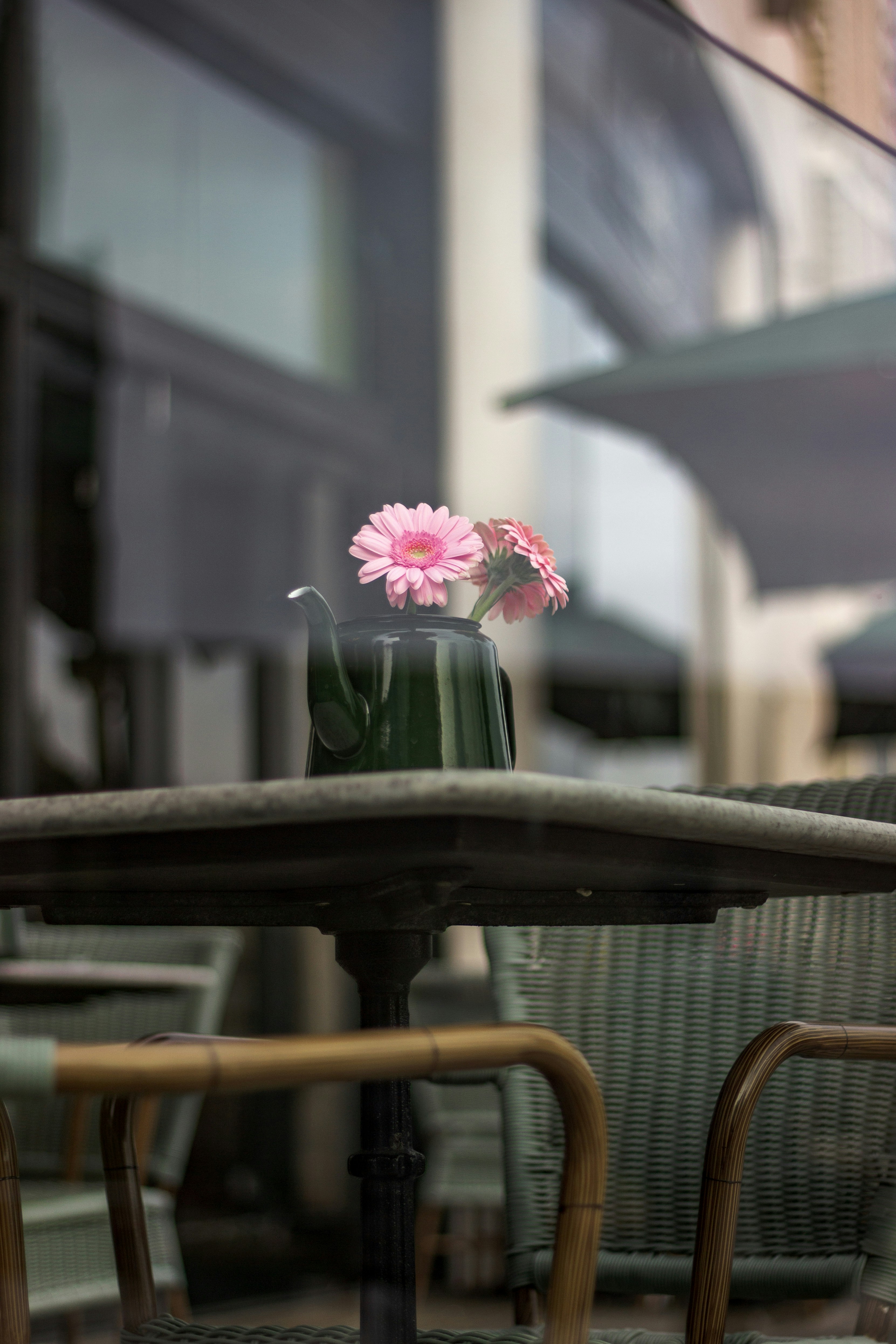 Pink Gerberas in a Green Watering Can: A Quiet Café Patio Still Life