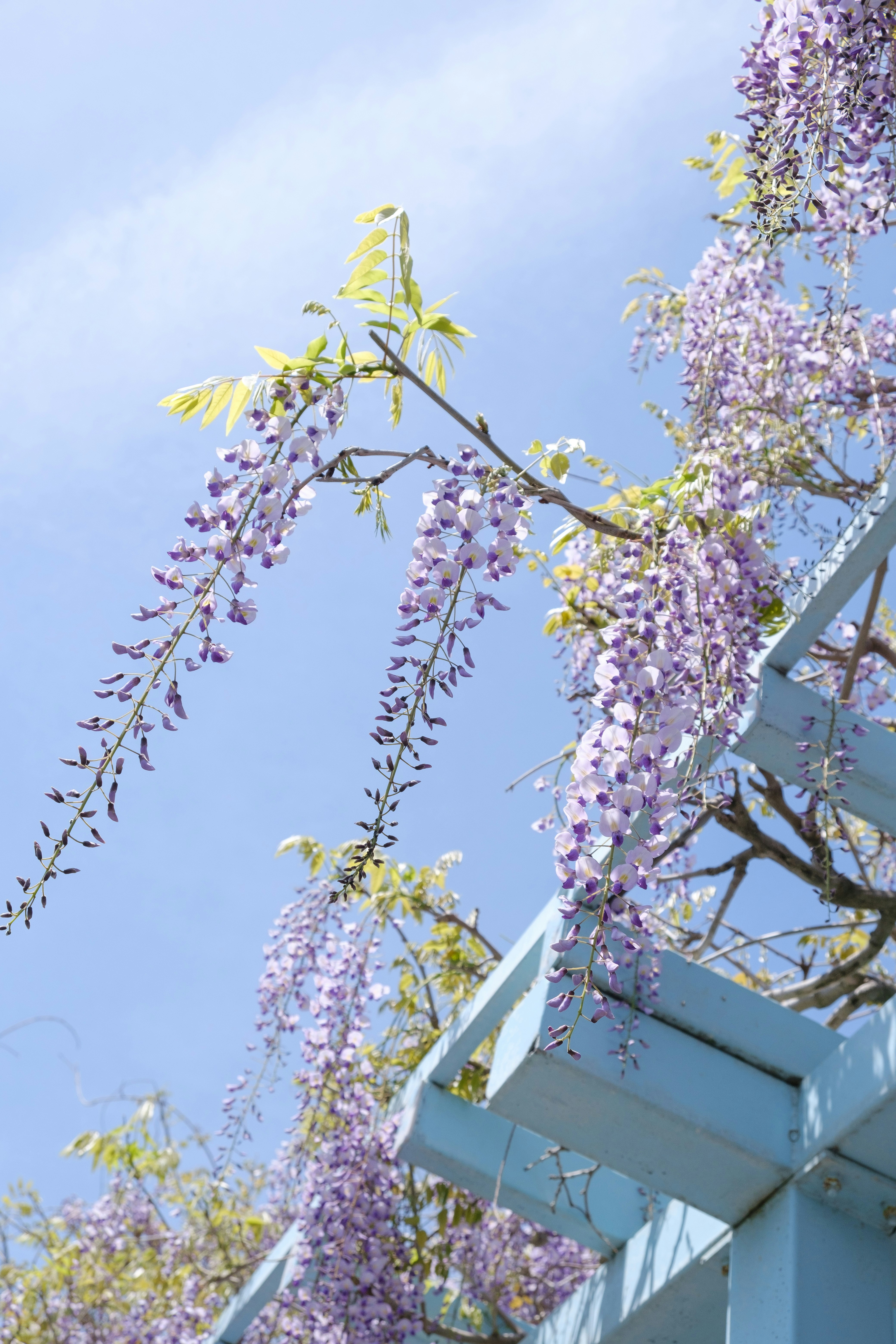 Lavender Symphony on a Trellis