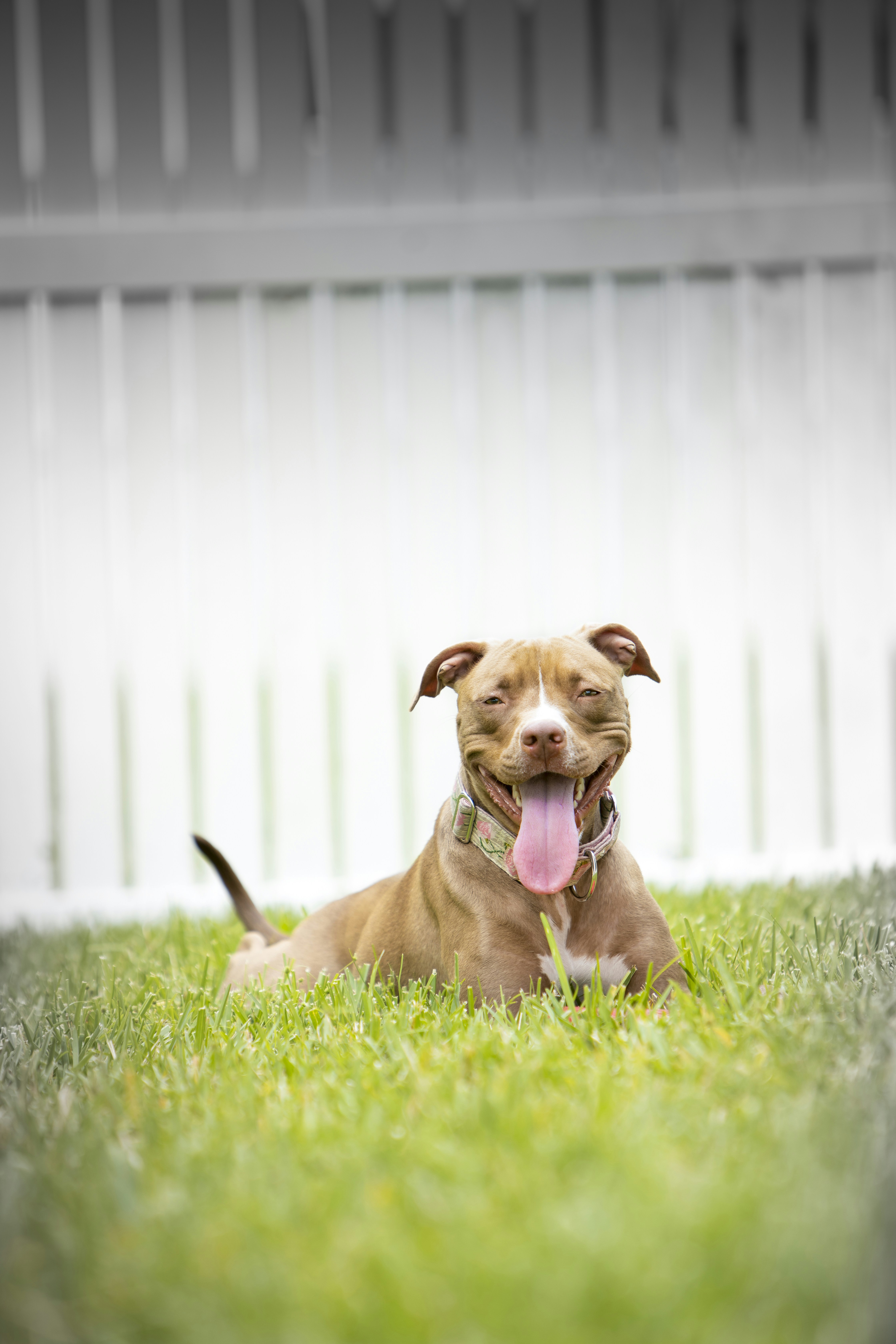 Dog Grass Pictures | Download Free Images on Unsplash