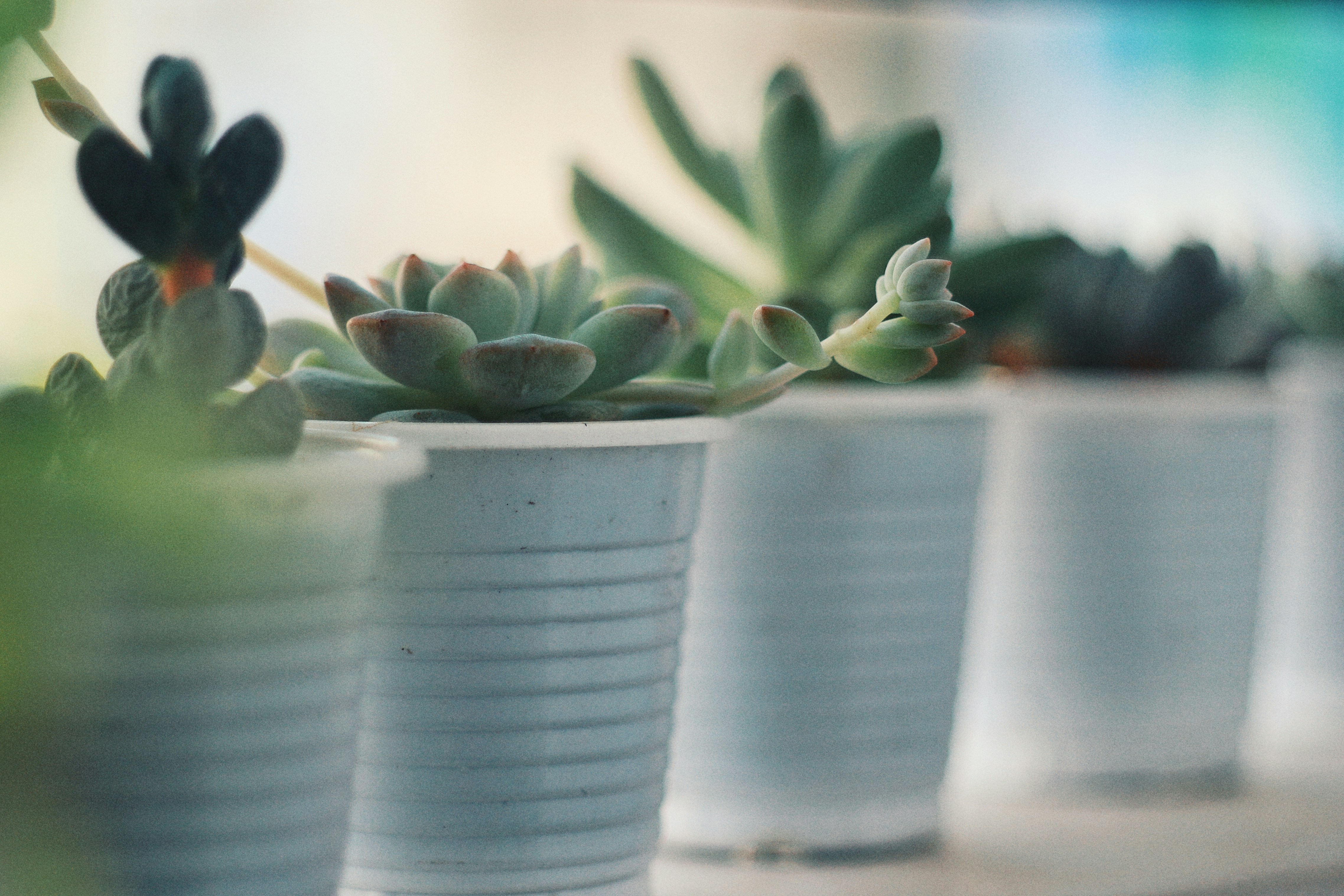 selective focus photography of succulents