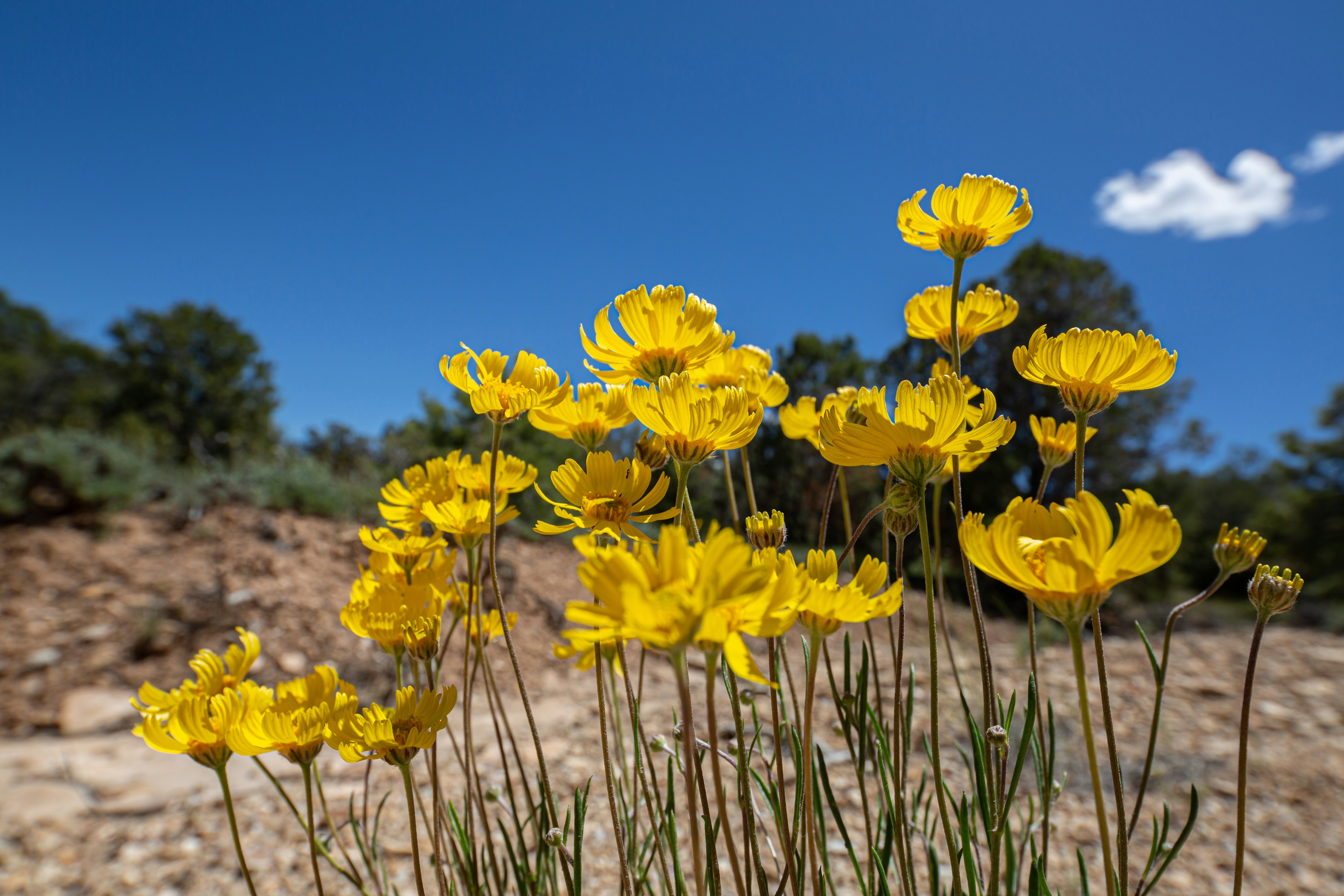 Golden Meadow in Sharp Focus under Cerulean Spring Sky