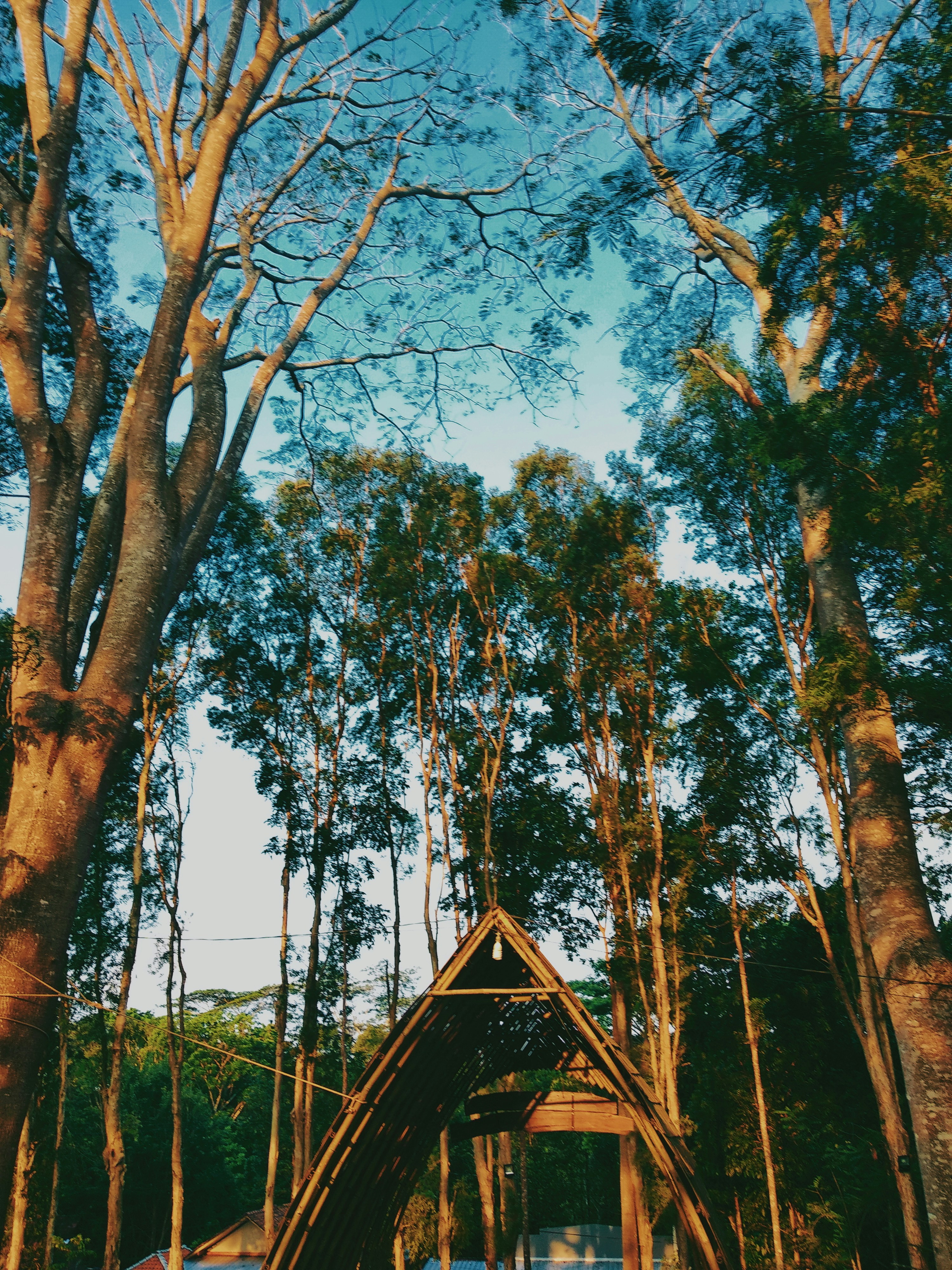 green-leafed trees during day time