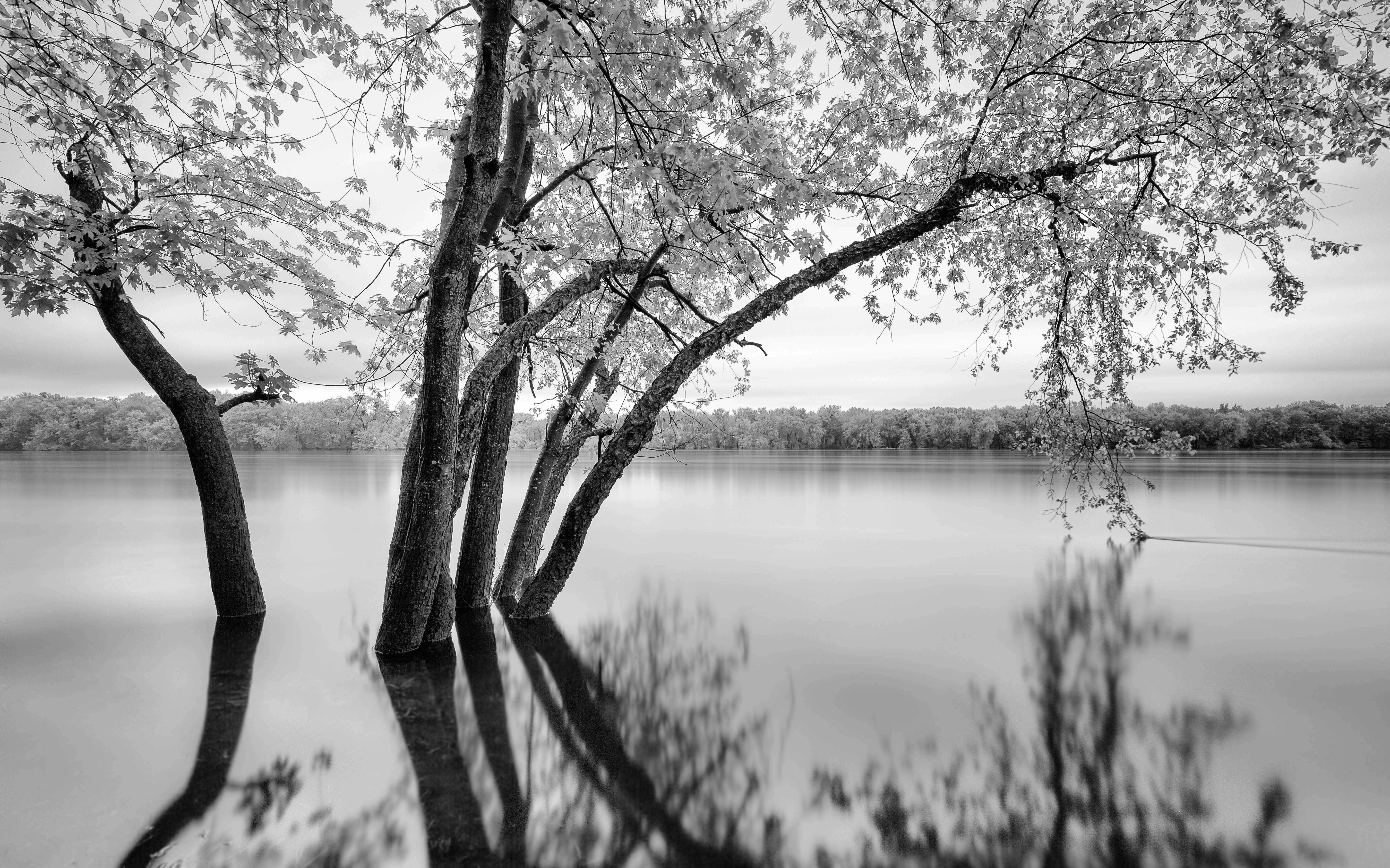 Grayscale photography of tree surrounded by water photo – Free ...
