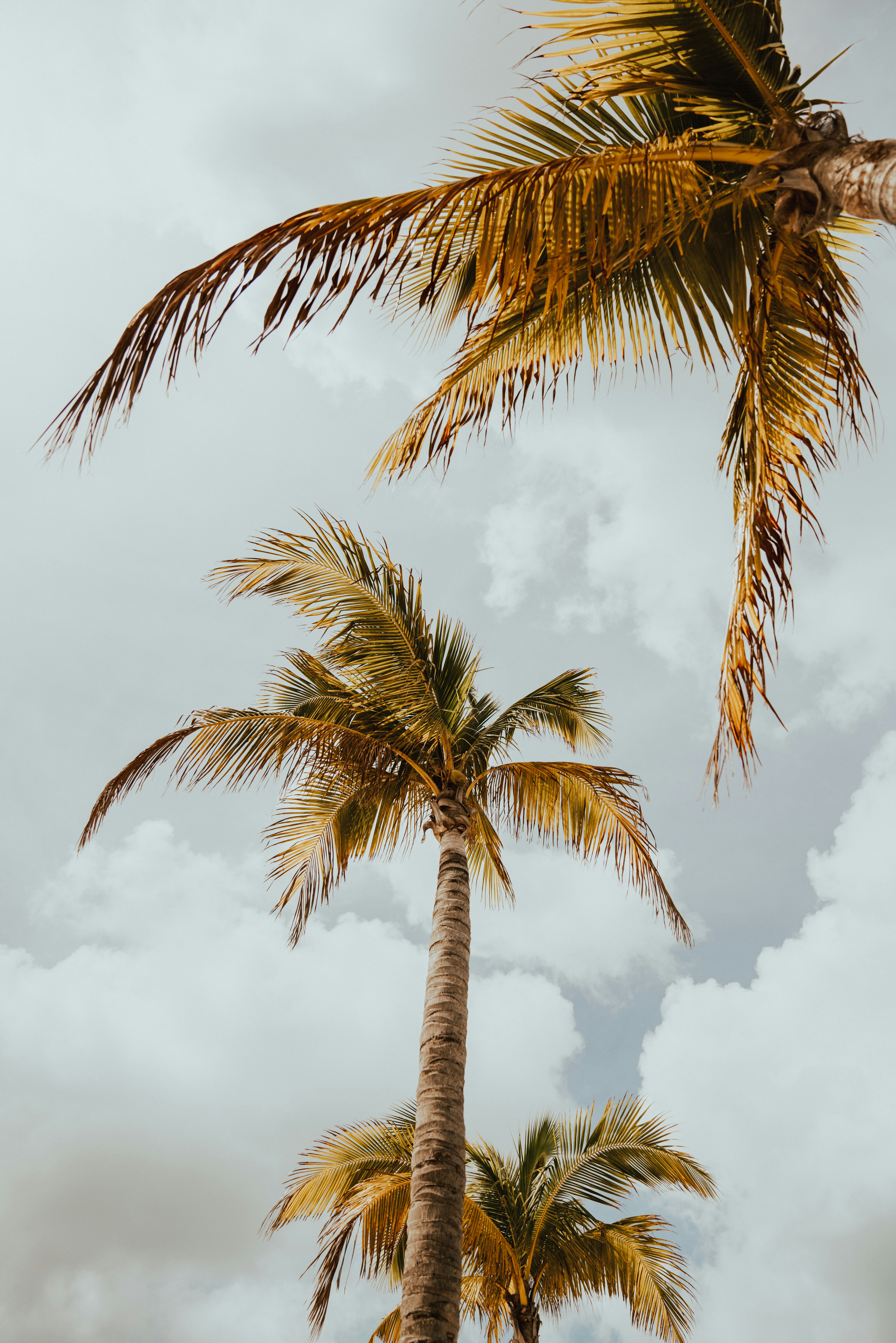 Coco Bahama | 20 best free bahamas, outdoor, travel and beach photos on ...