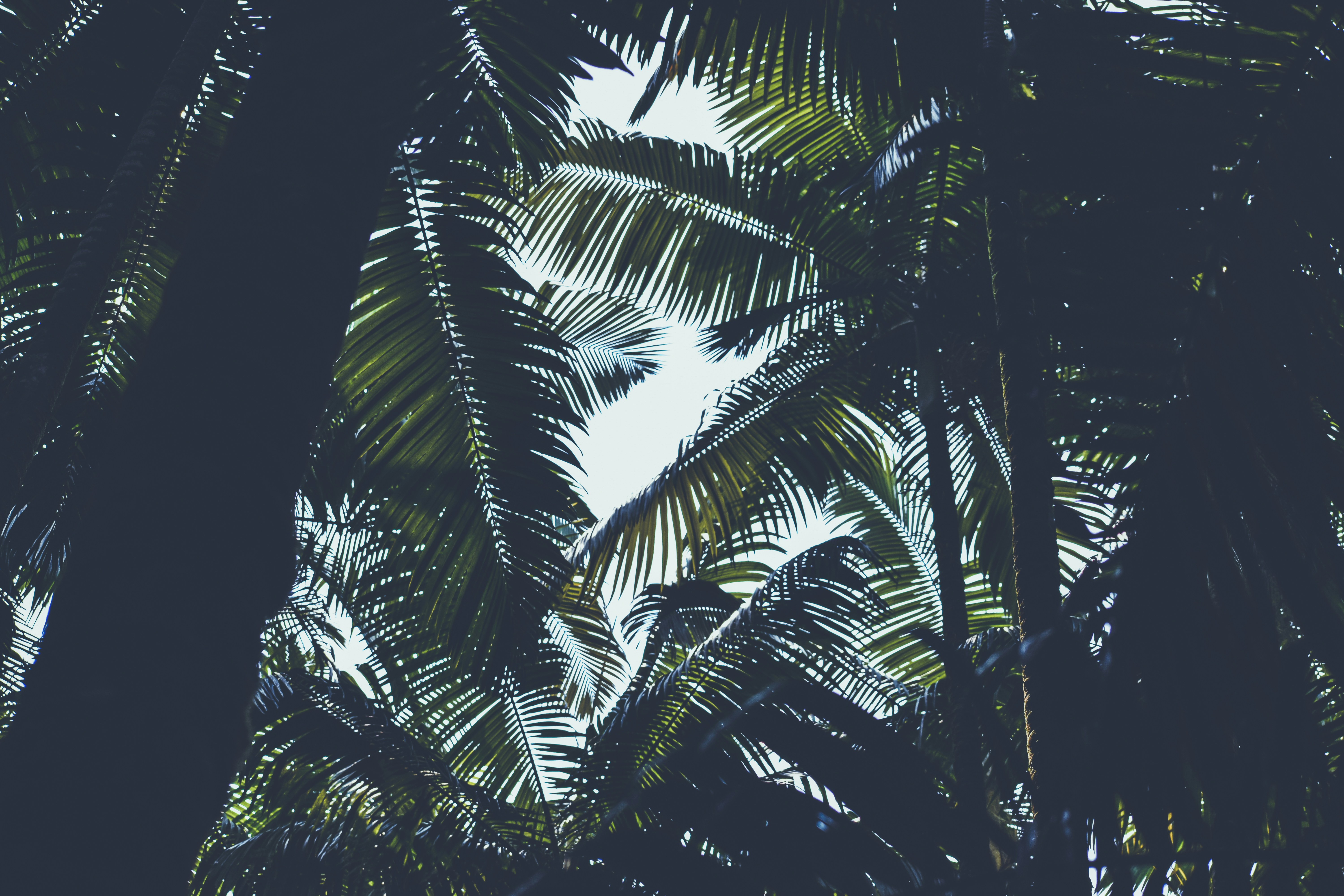 Sunlight filtering through dense palm fronds creating a play of light and shadow.