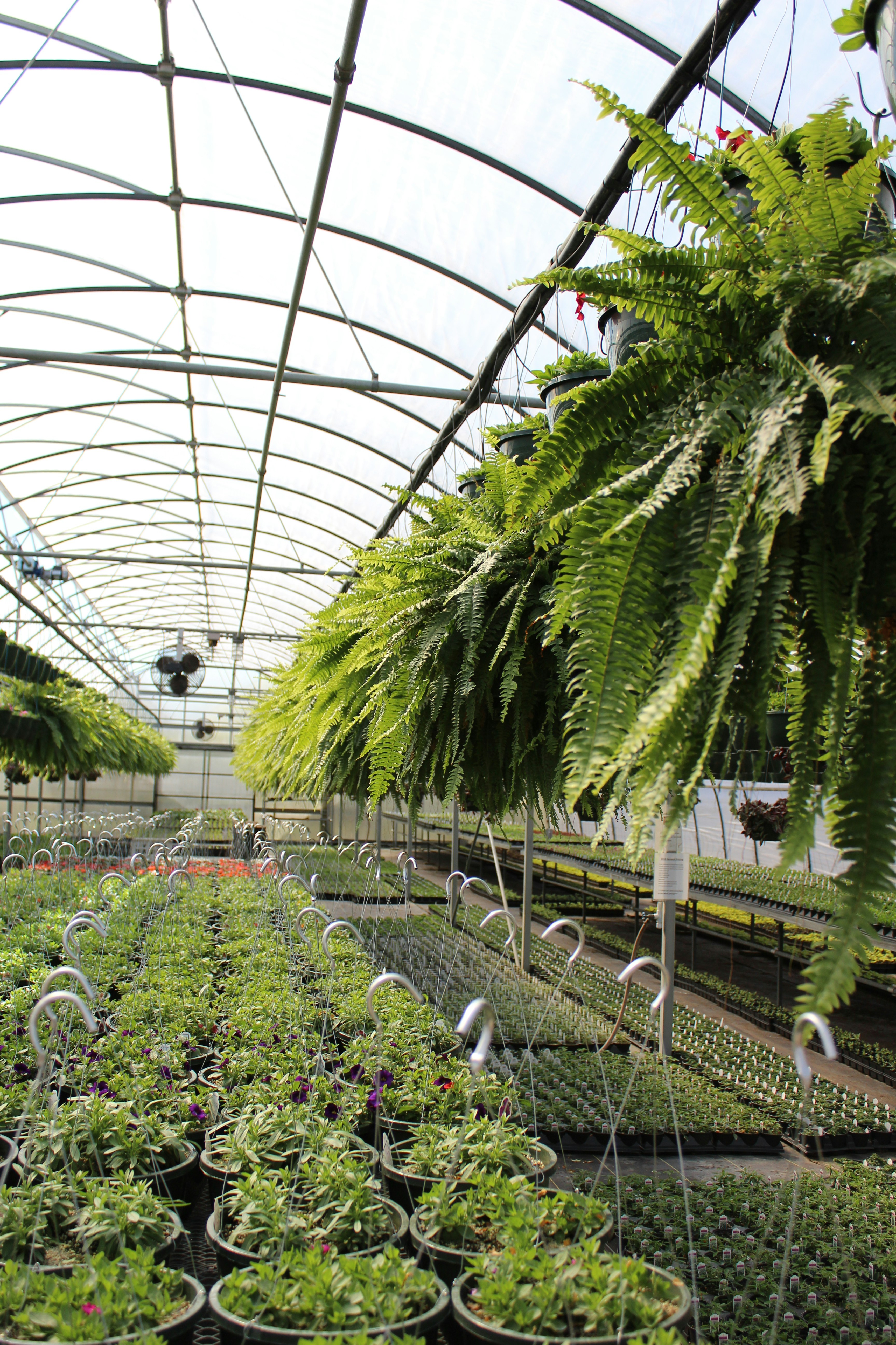 녹색 잎 식물 사진 – Unsplash의 무료 동물 이미지