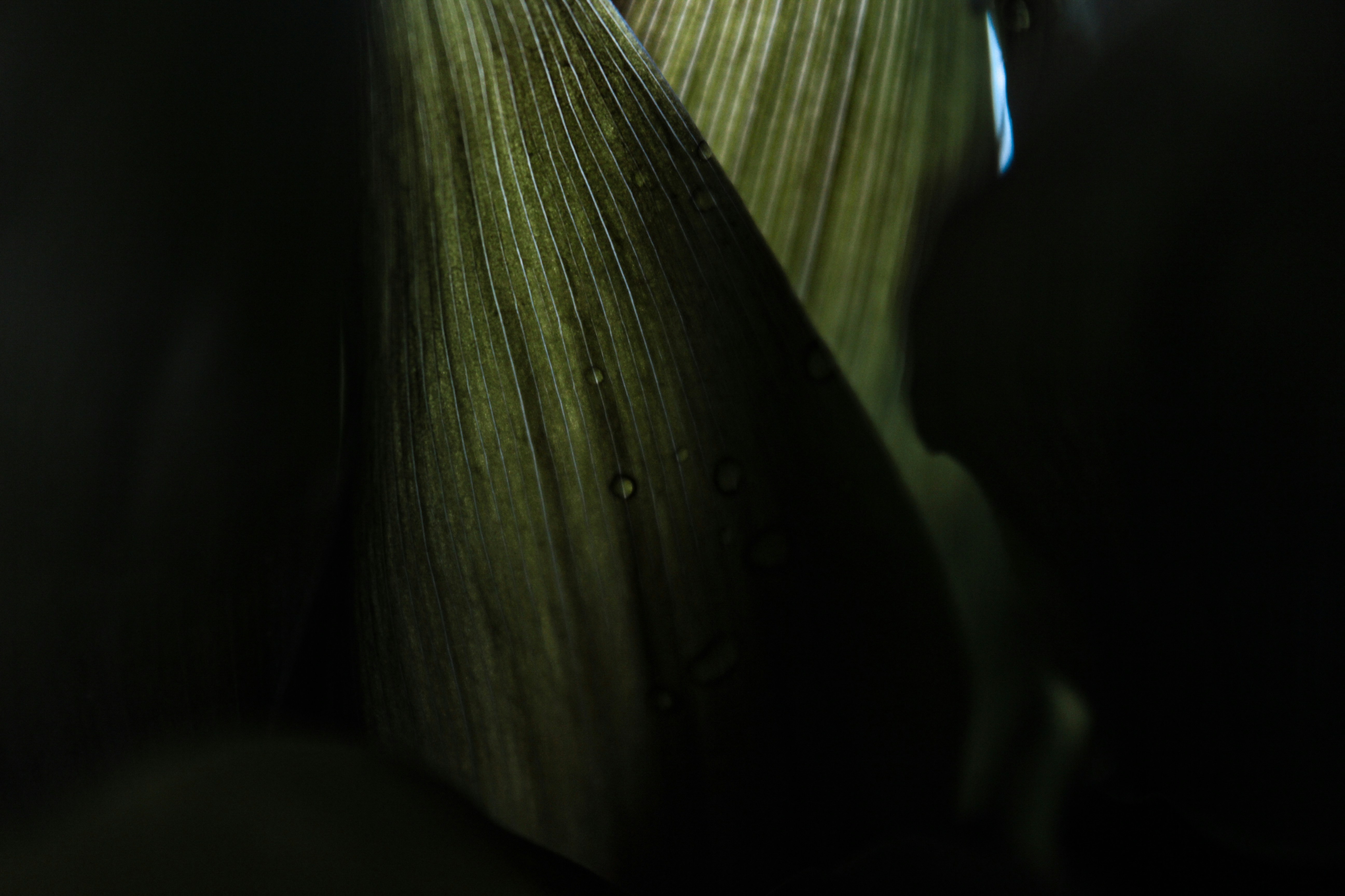 Close-up of lush green leaves with intricate patterns and droplets of water, highlighting the beauty of natural textures.