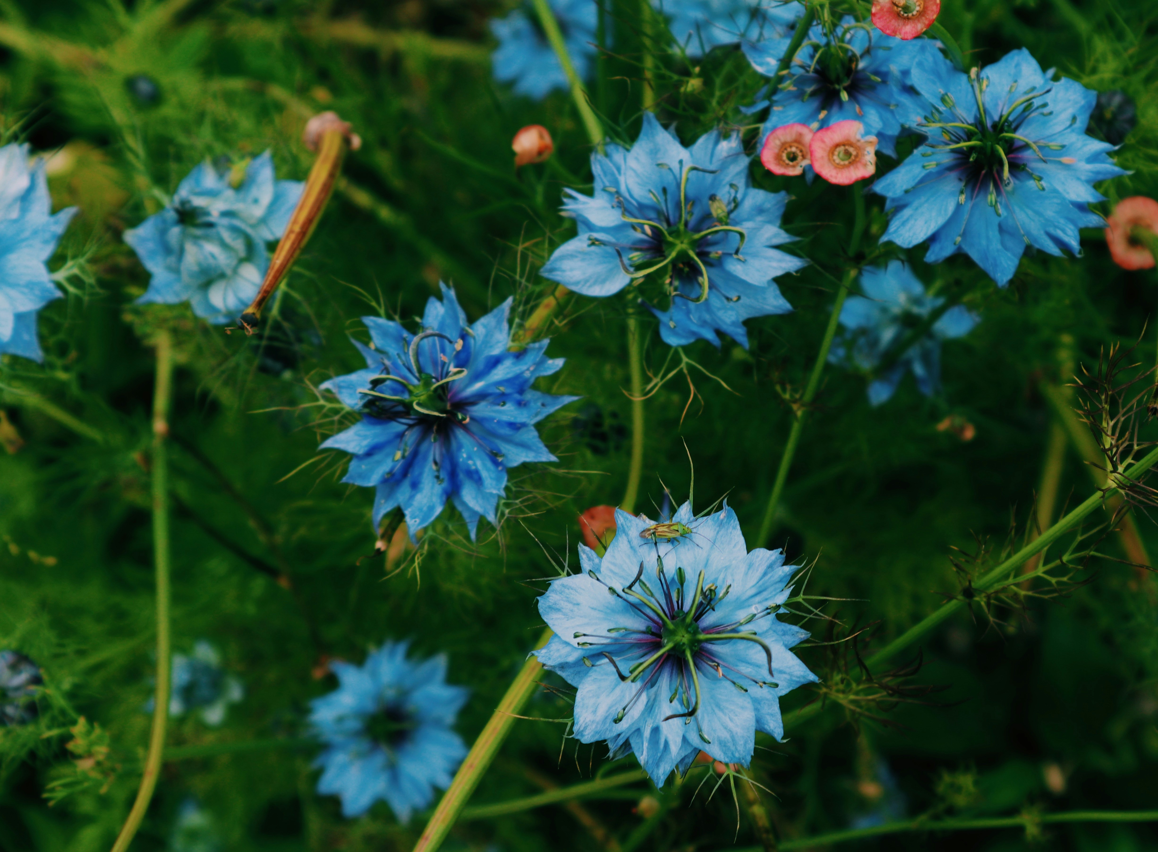 Delicate blue flowers with intricate petals surrounded by lush green foliage, showcasing nature's artistry.