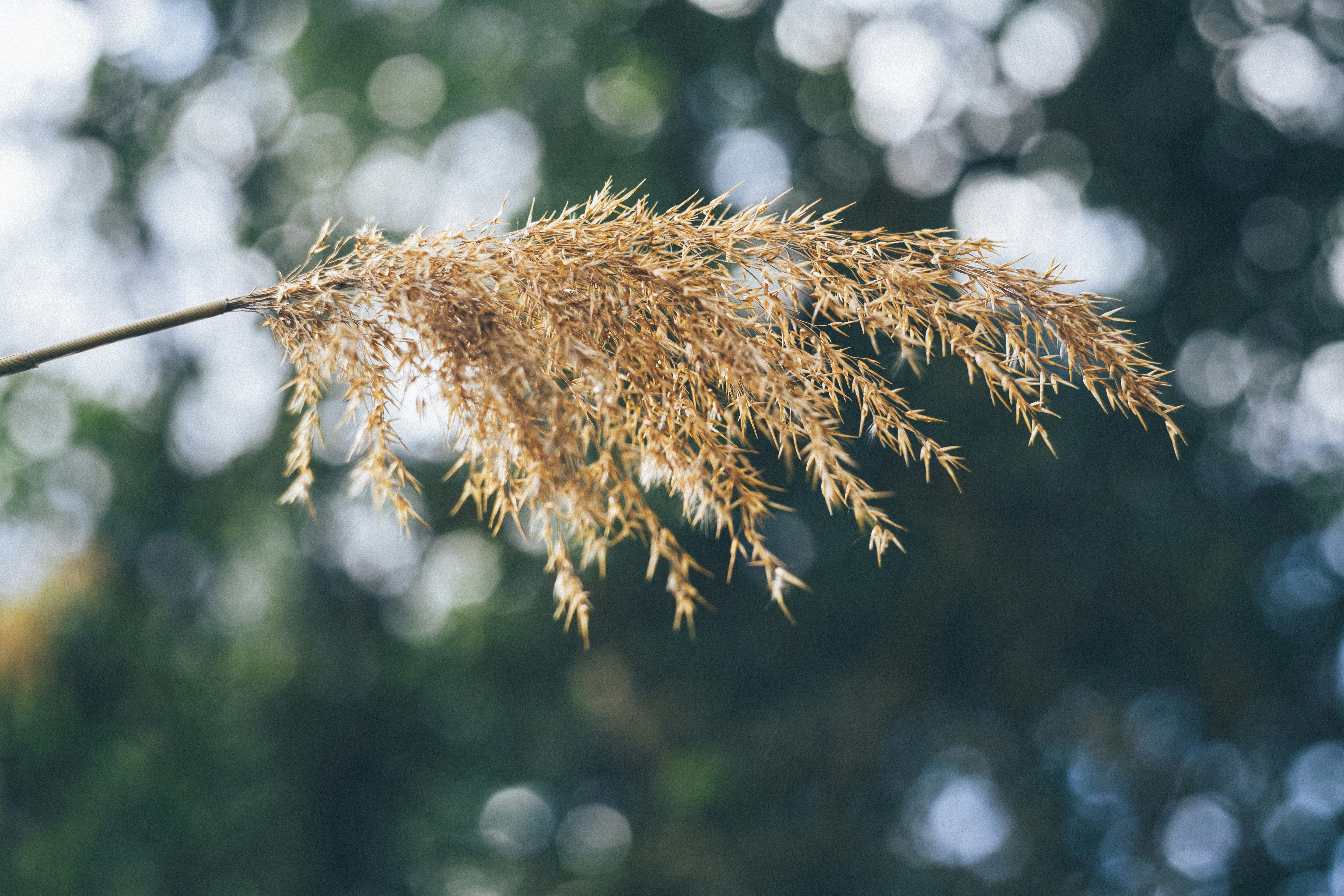 Golden reeds swaying gently in the breeze against a blurred green backdrop. The delicate details of the plant are highlighted beautifully.