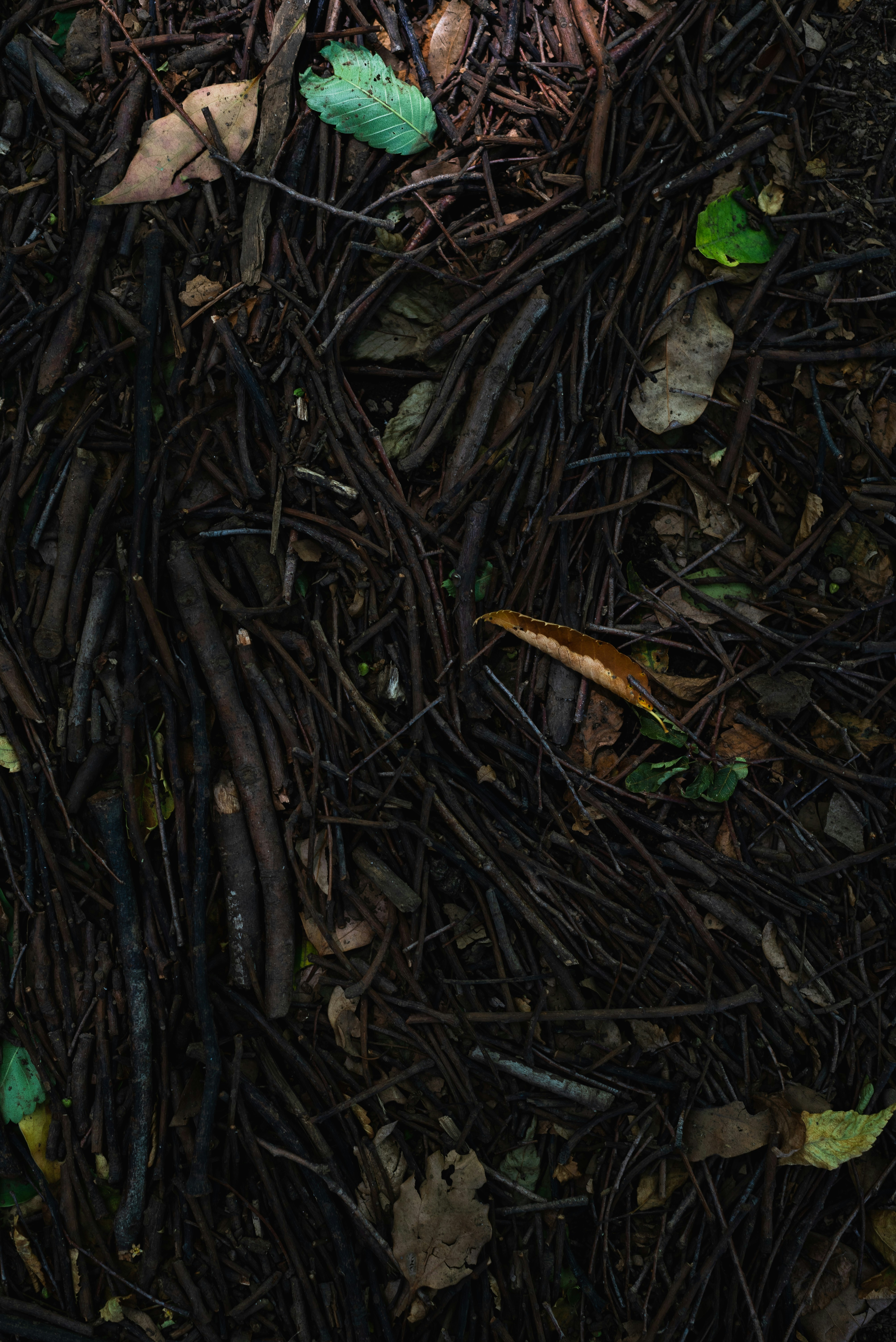 Forest Floor | brown stick lot