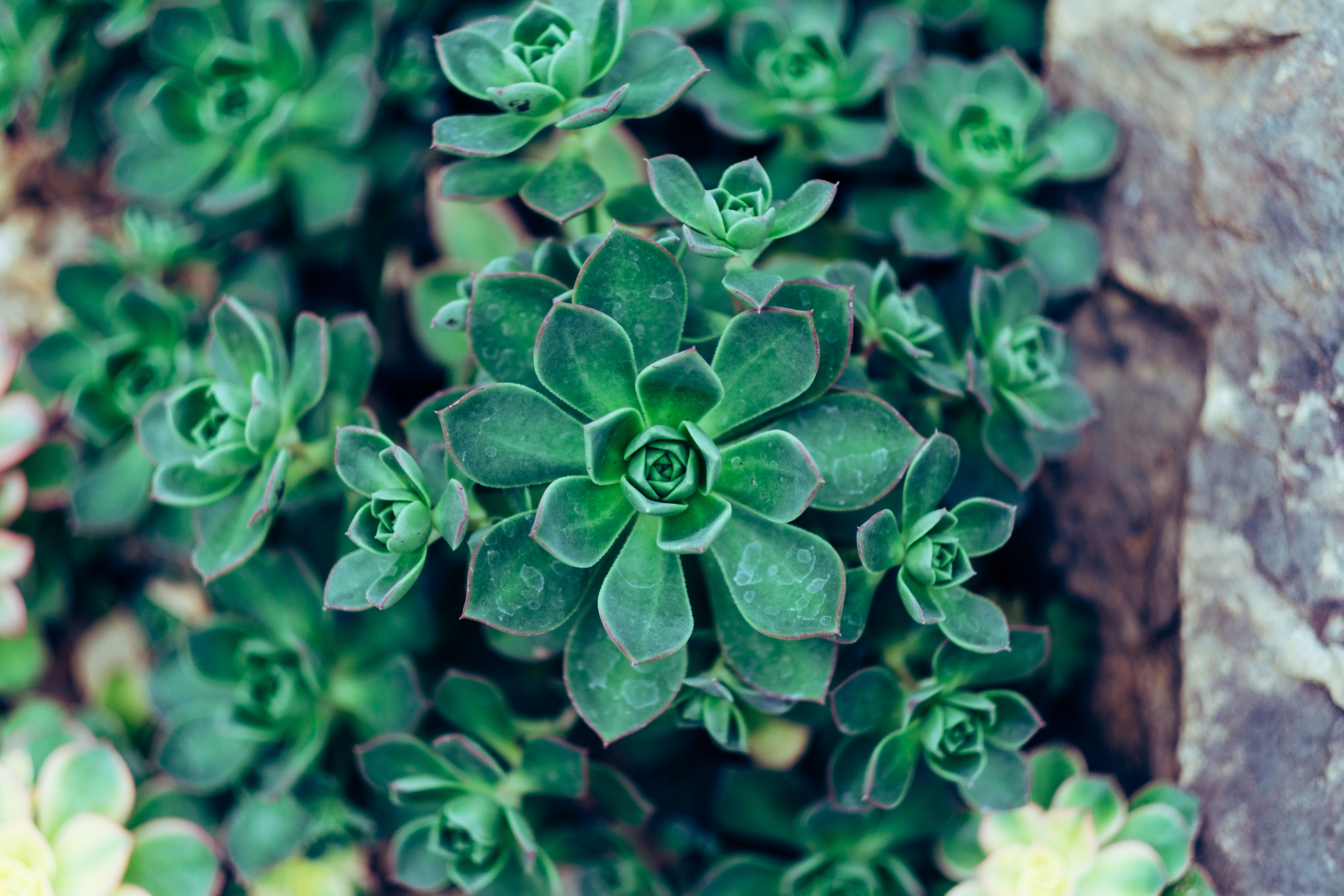 Green Rosette Focus: Succulent Centerpiece in a Stone Border