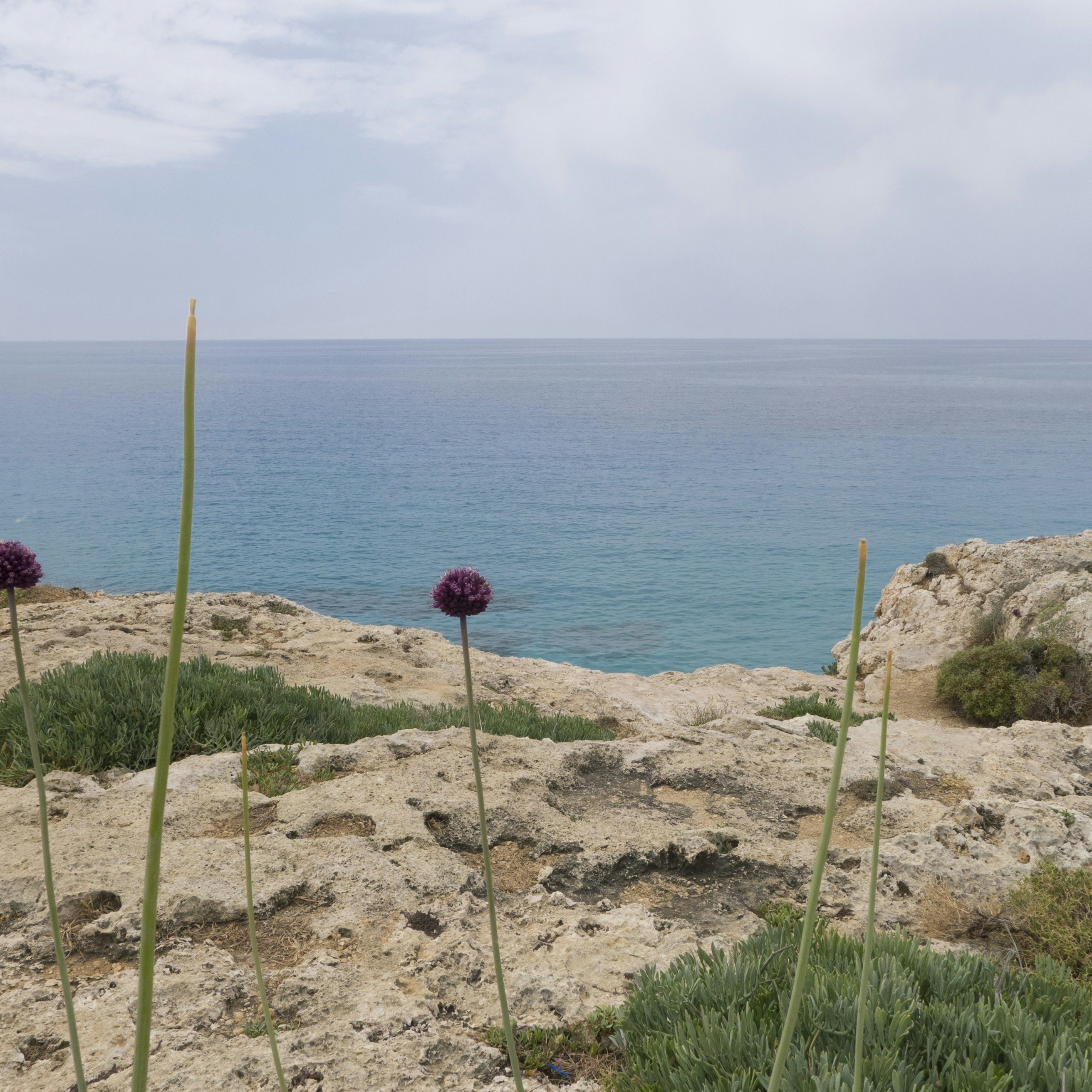 Allium at the Cliff: A Quiet Coastal Vista