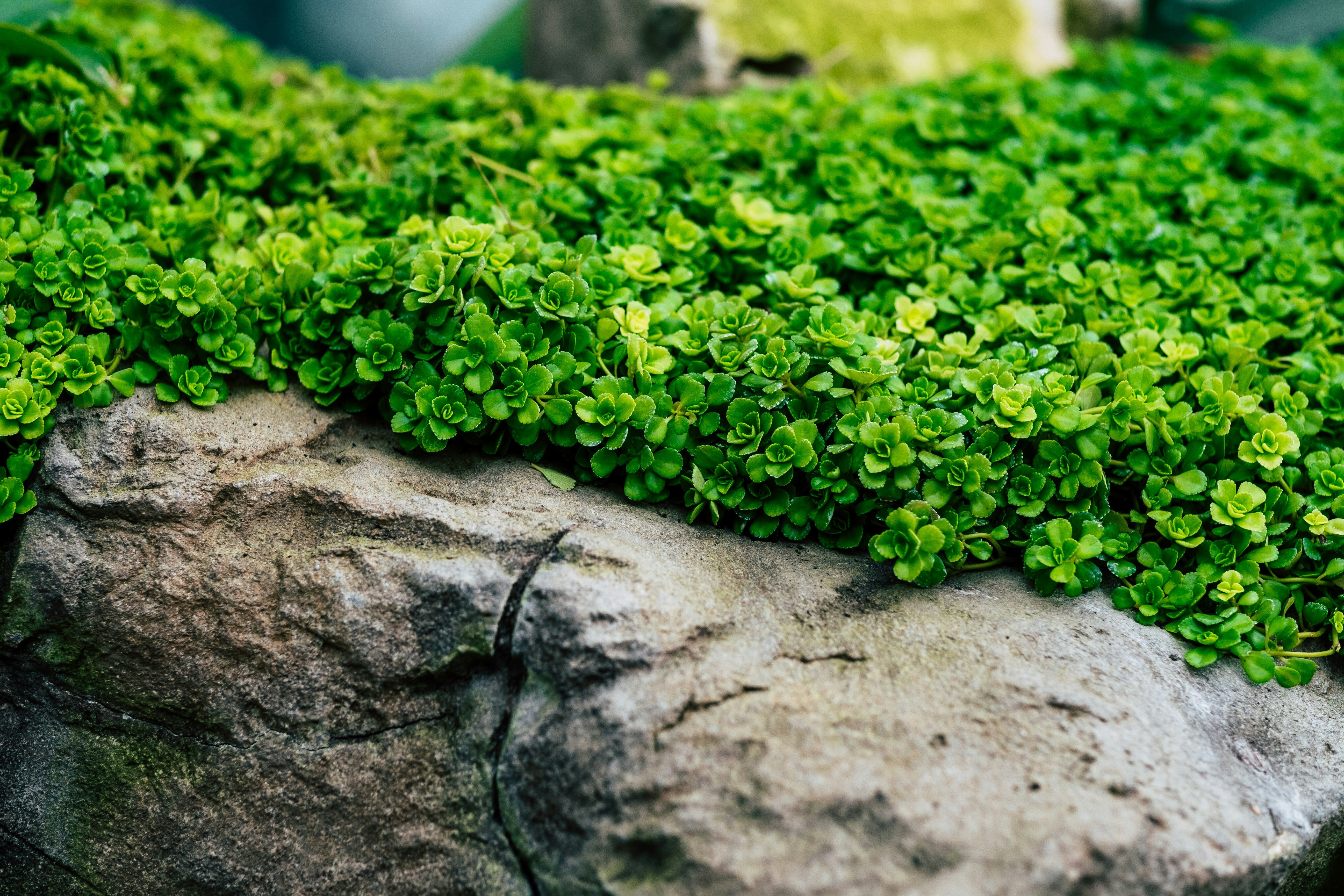 Emerald Verge: Groundcover Atop a Weathered Stone