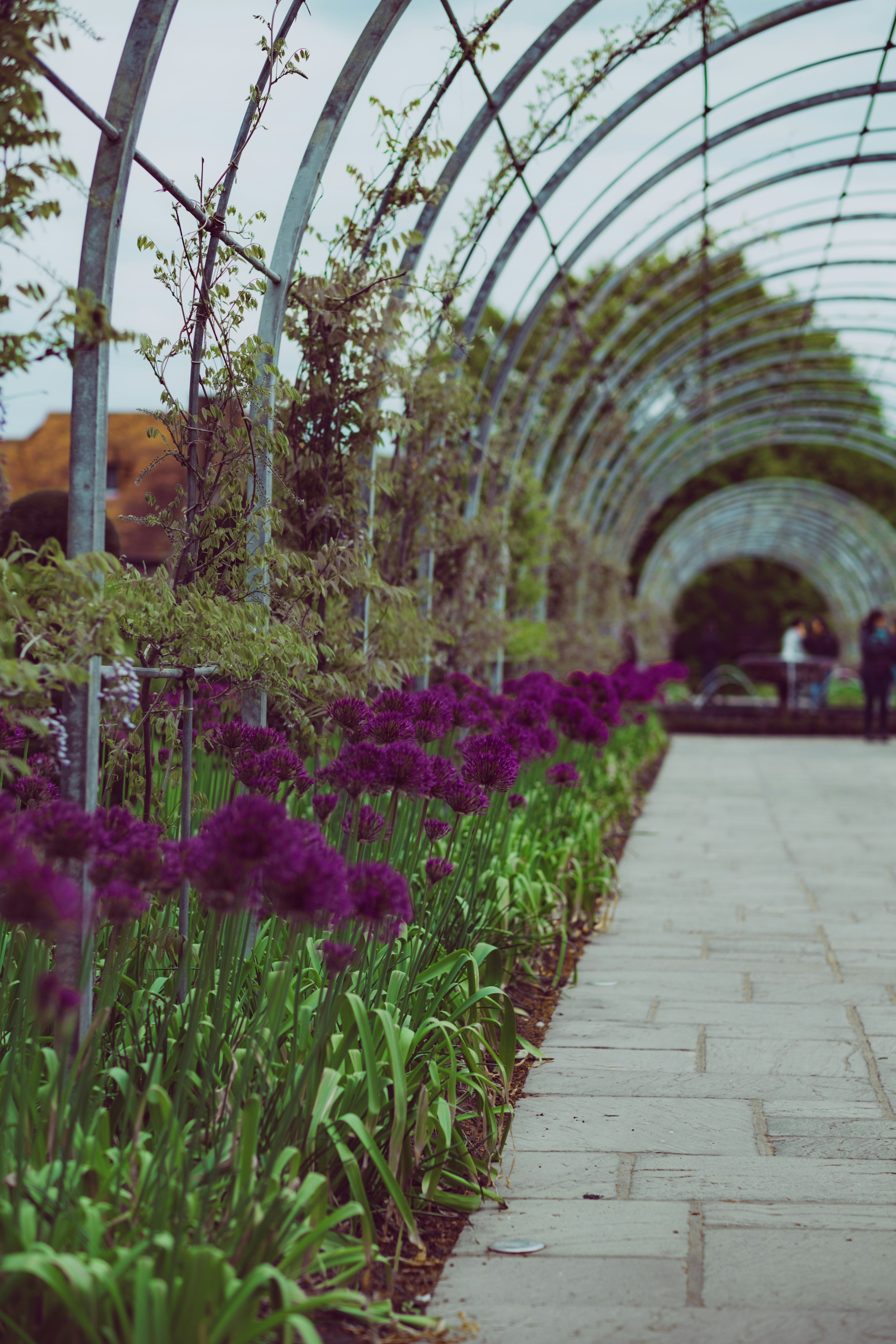 Lush purple flowers line a stone pathway beneath an arched trellis, inviting visitors into a serene garden space.