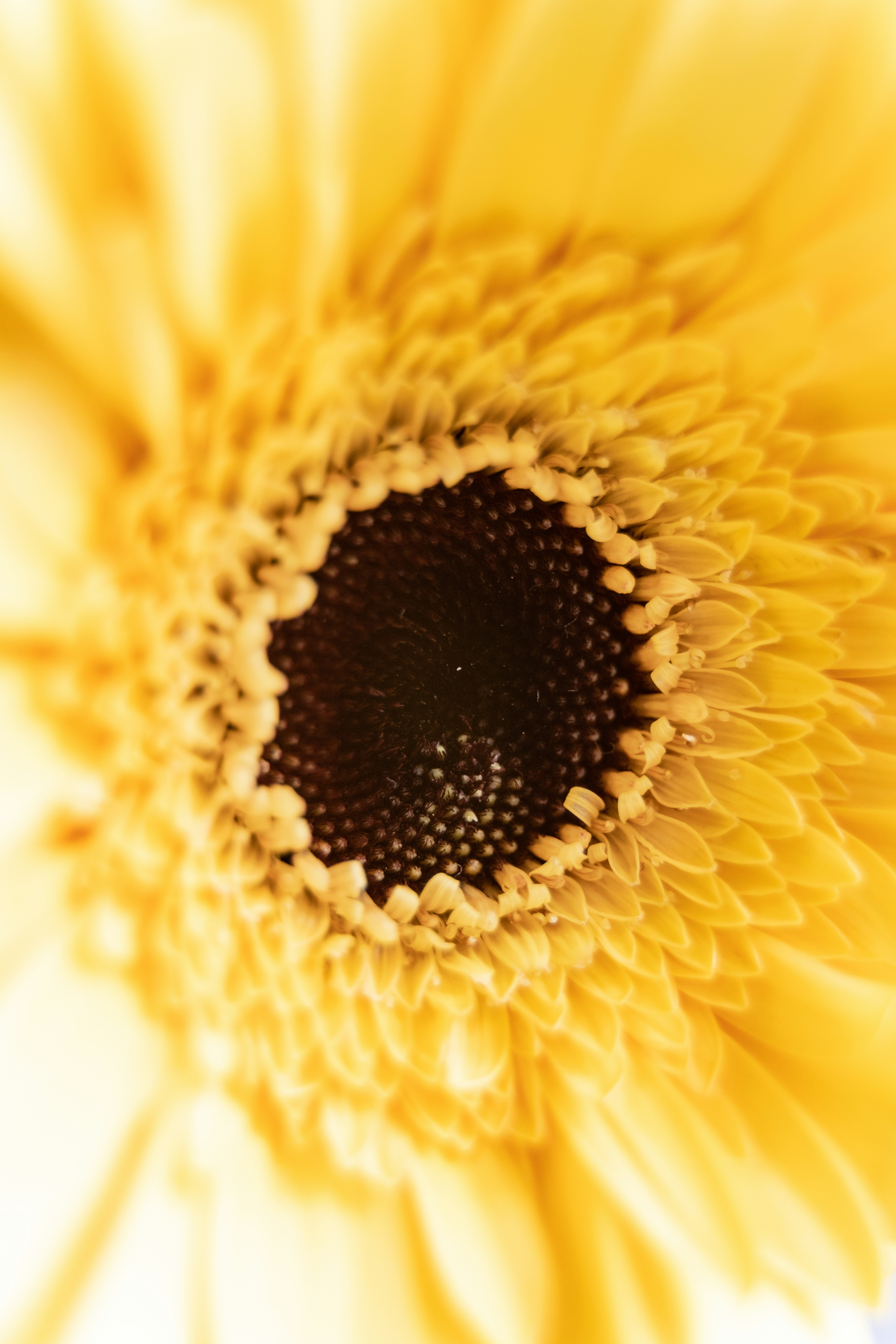 Close-up of a yellow flower's center, showcasing intricate petal patterns and rich textures. The contrast between the vibrant yellow and dark core draws the eye.