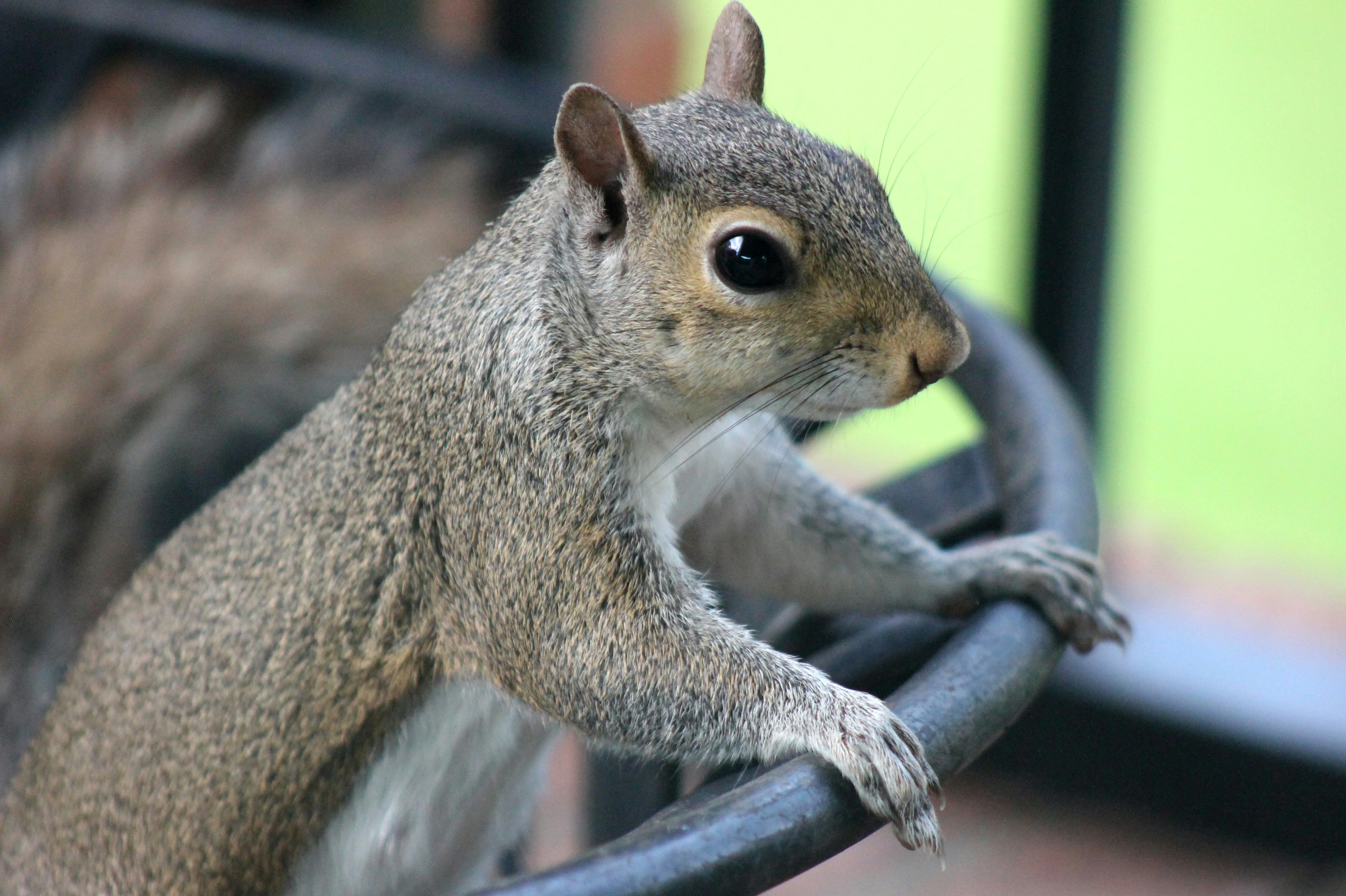 Railbound Curiosity: A Squirrel Locks Eyes on the Curve