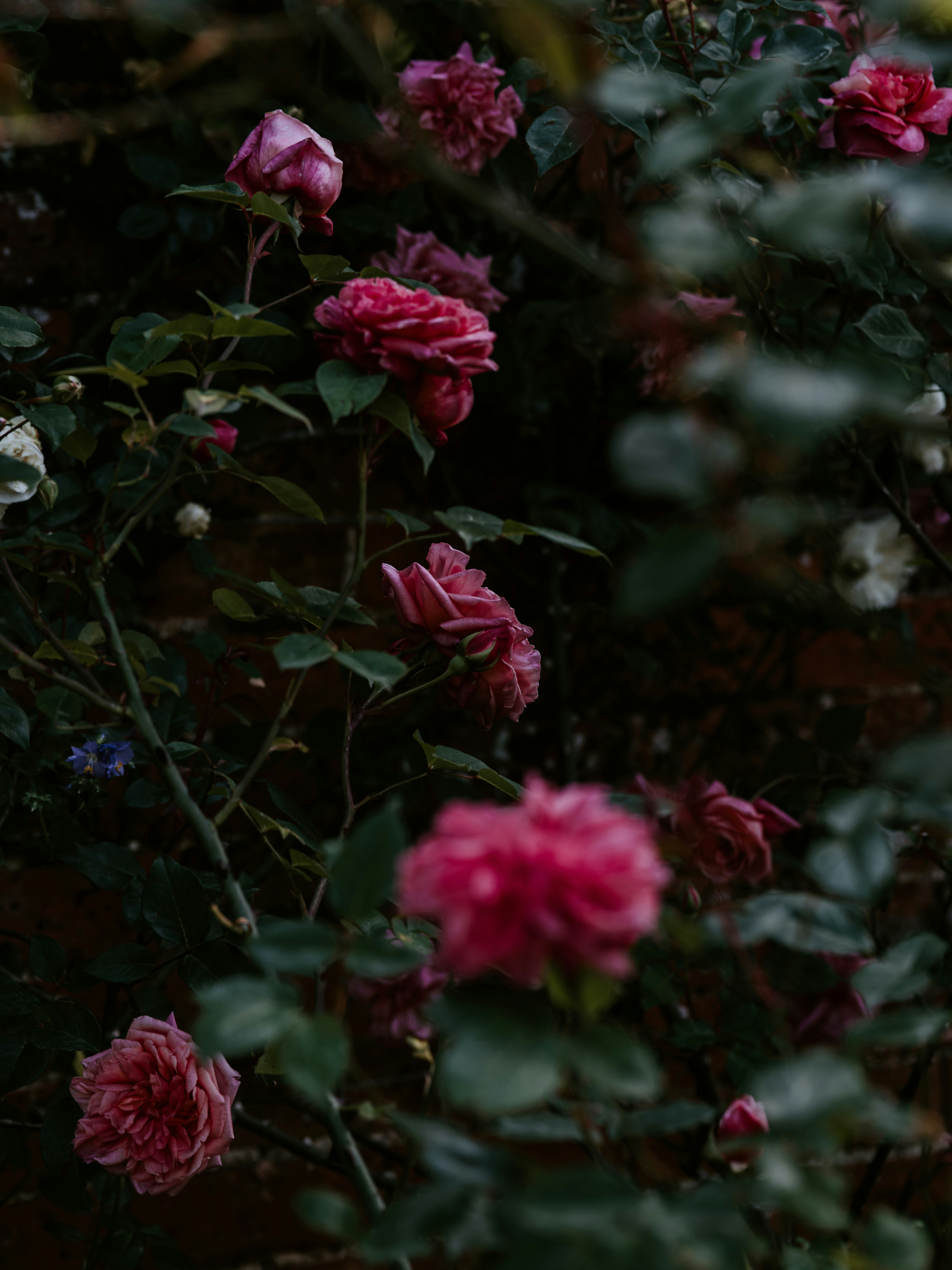 Delicate pink roses intertwined with lush green foliage, creating a serene garden atmosphere. Soft focus adds a dreamy quality.