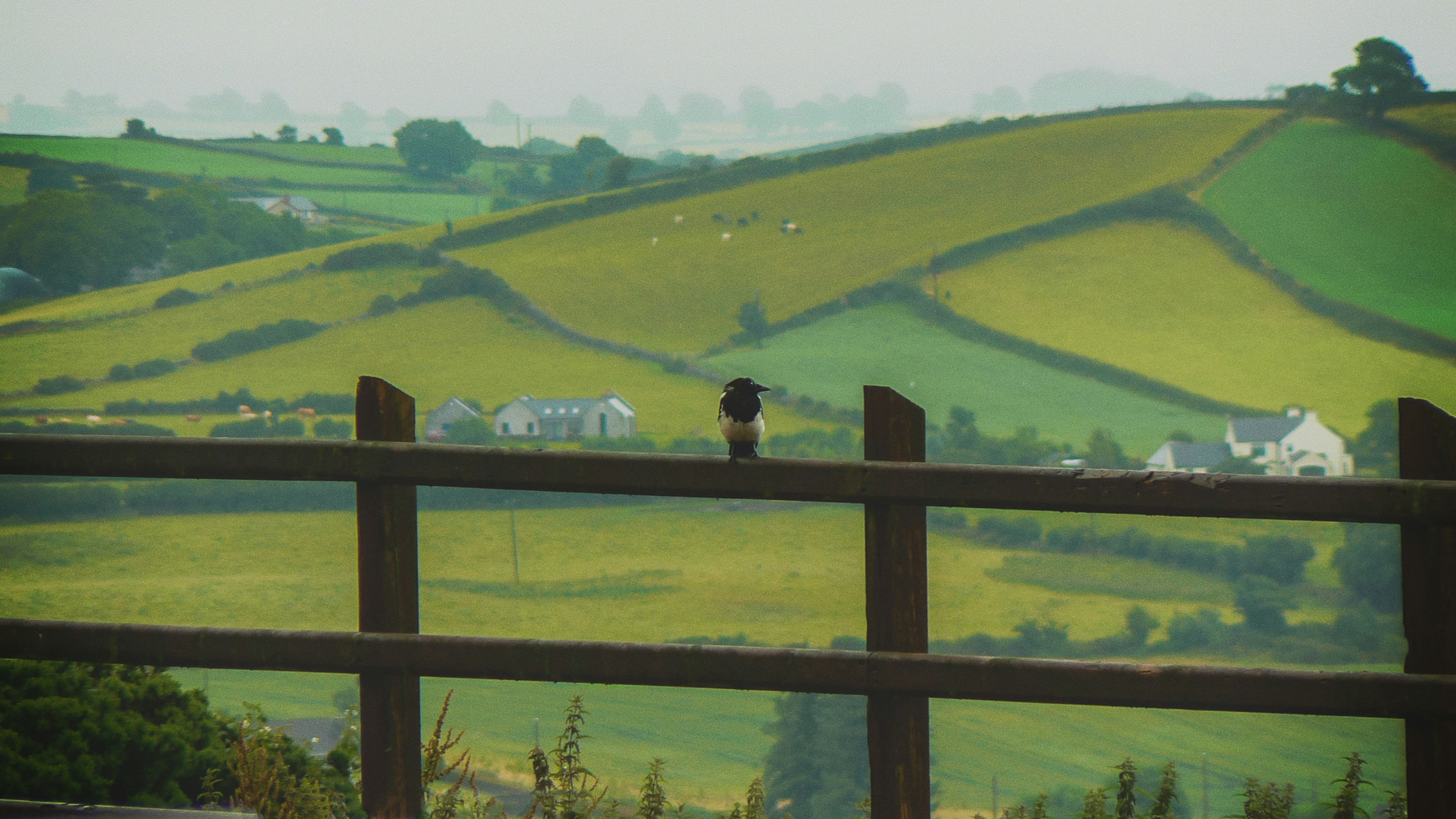 A solitary bird perched on a wooden fence with rolling green hills in the background, showcasing the serene beauty of the countryside.