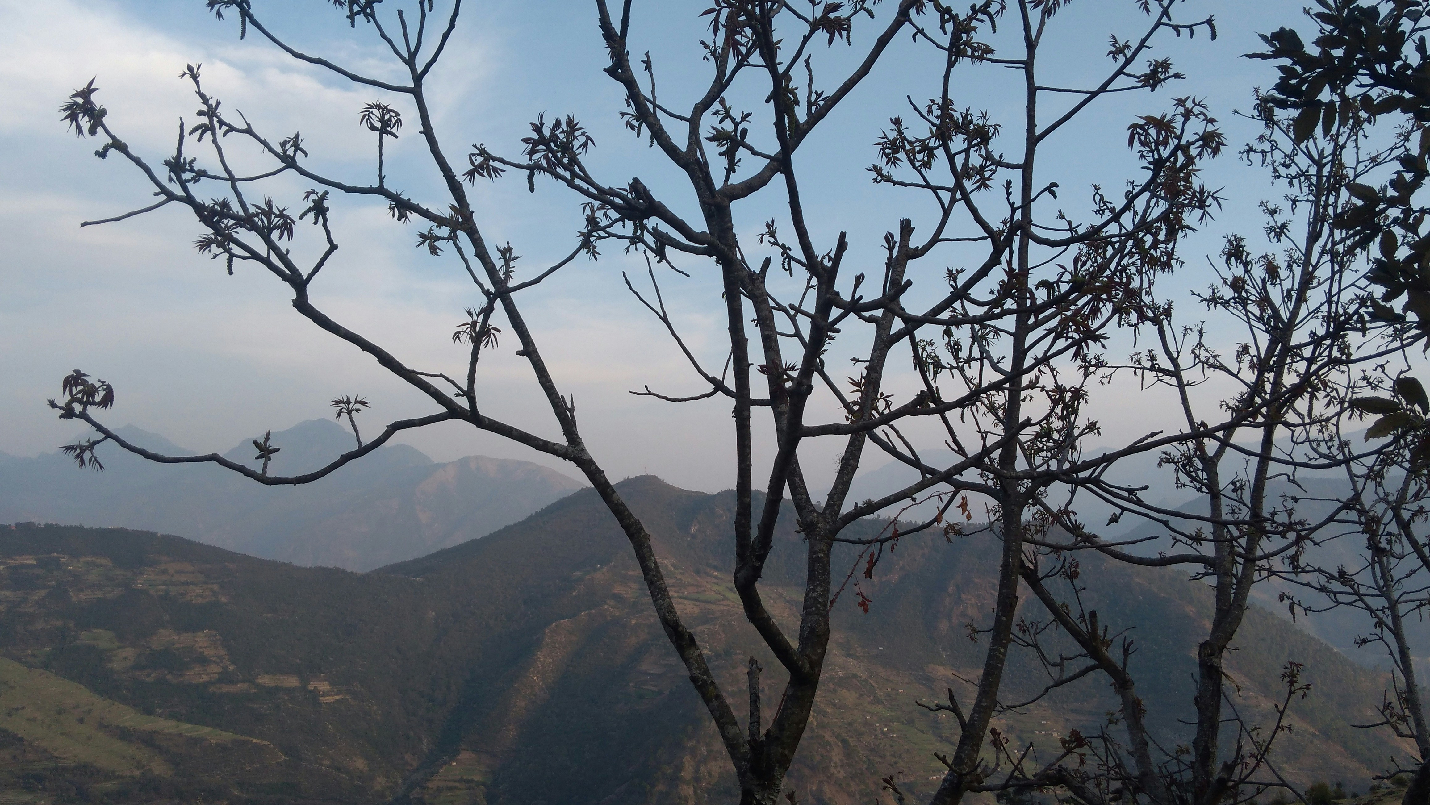 Bare Branches over a Serene Mountain Vale at Dusk
