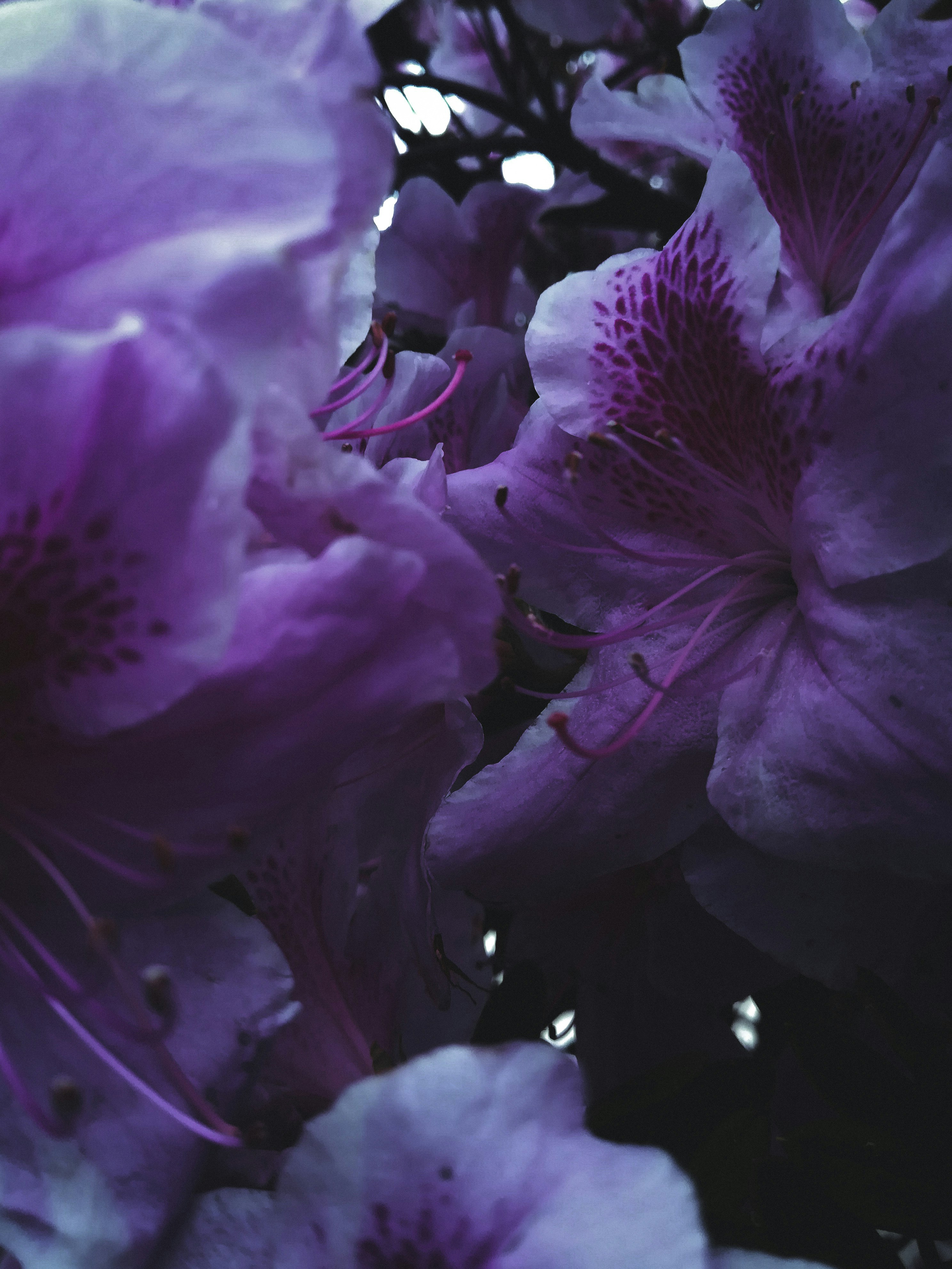 Close-up of deep purple azalea petals with soft shadows and delicate veining.