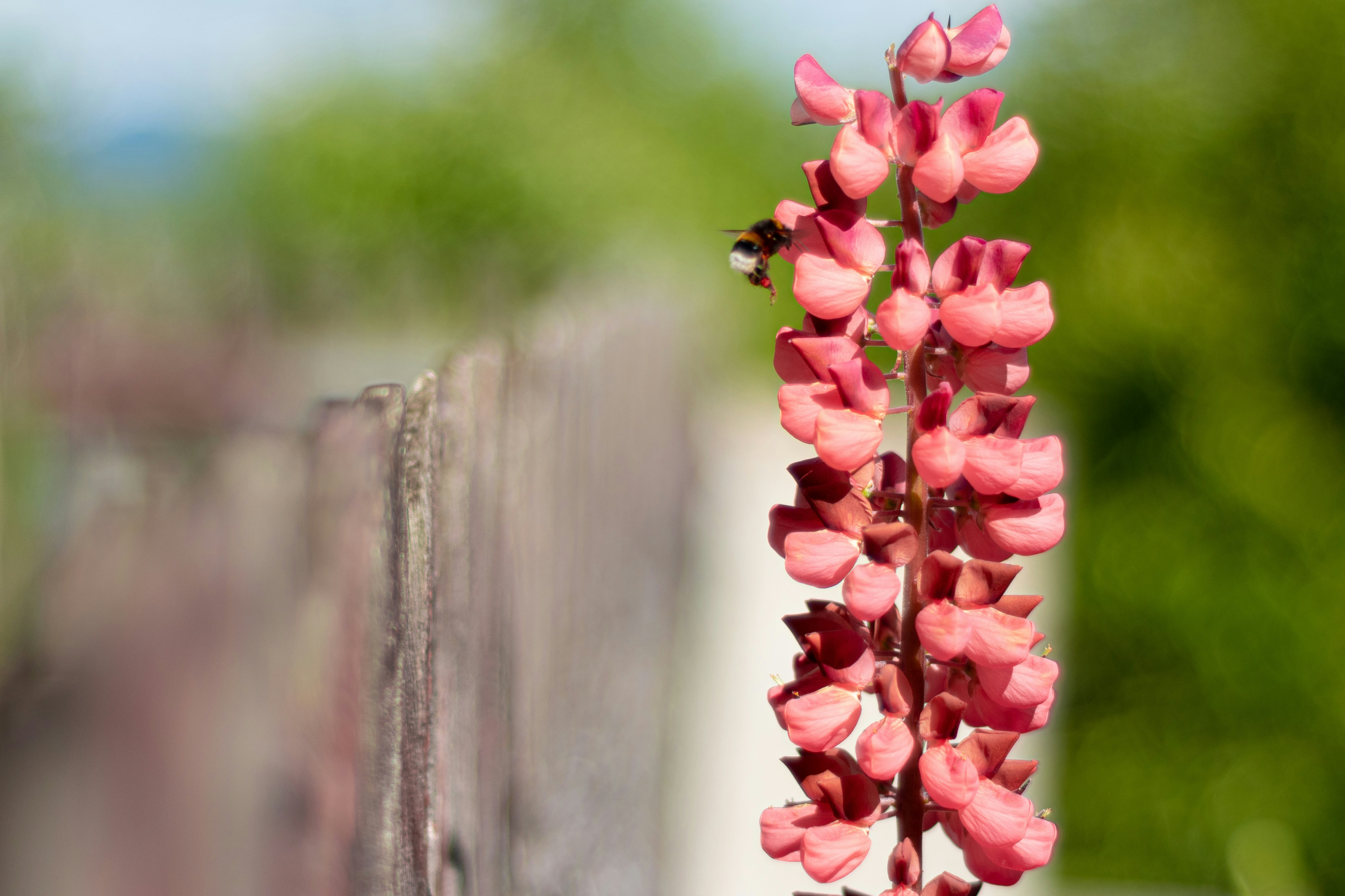 Bee on the Foxglove Spike: A Quiet Moment in Sunlit Garden