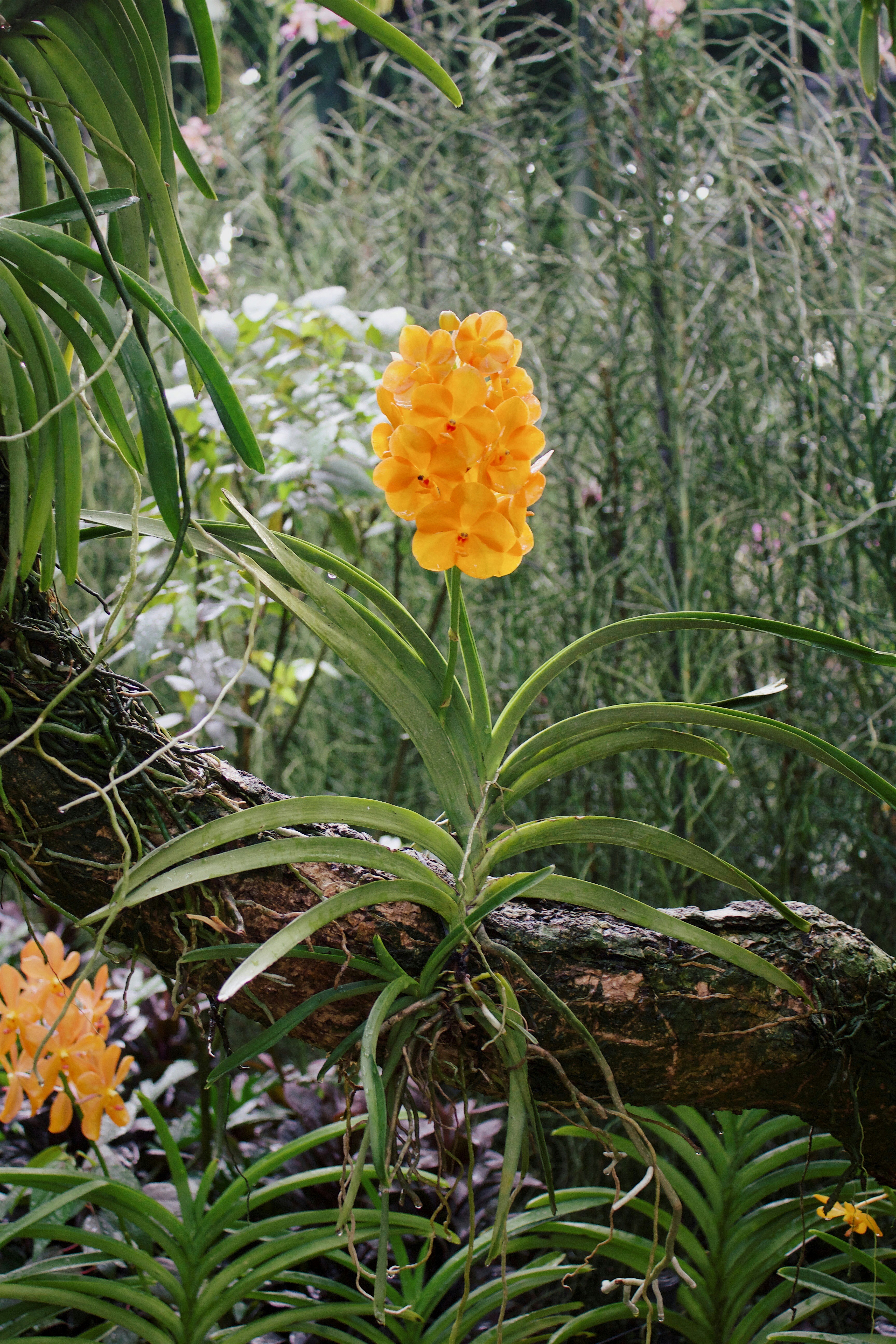 Vibrant yellow orchid blooming on a textured branch surrounded by lush green foliage. The scene captures the beauty of nature in a tranquil setting.