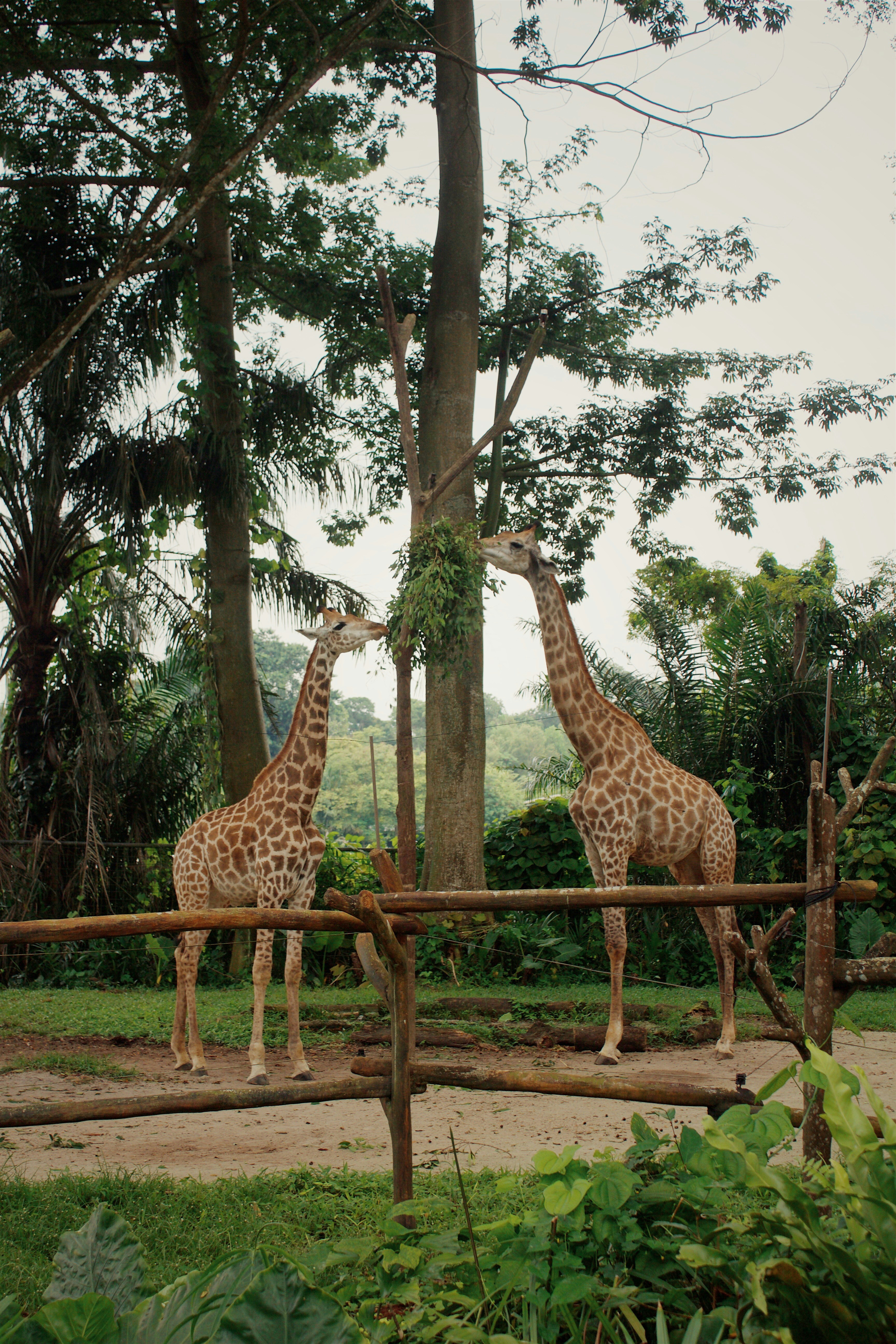 Two giraffes grazing on tree leaves photo – Free Wildlife Image on Unsplash