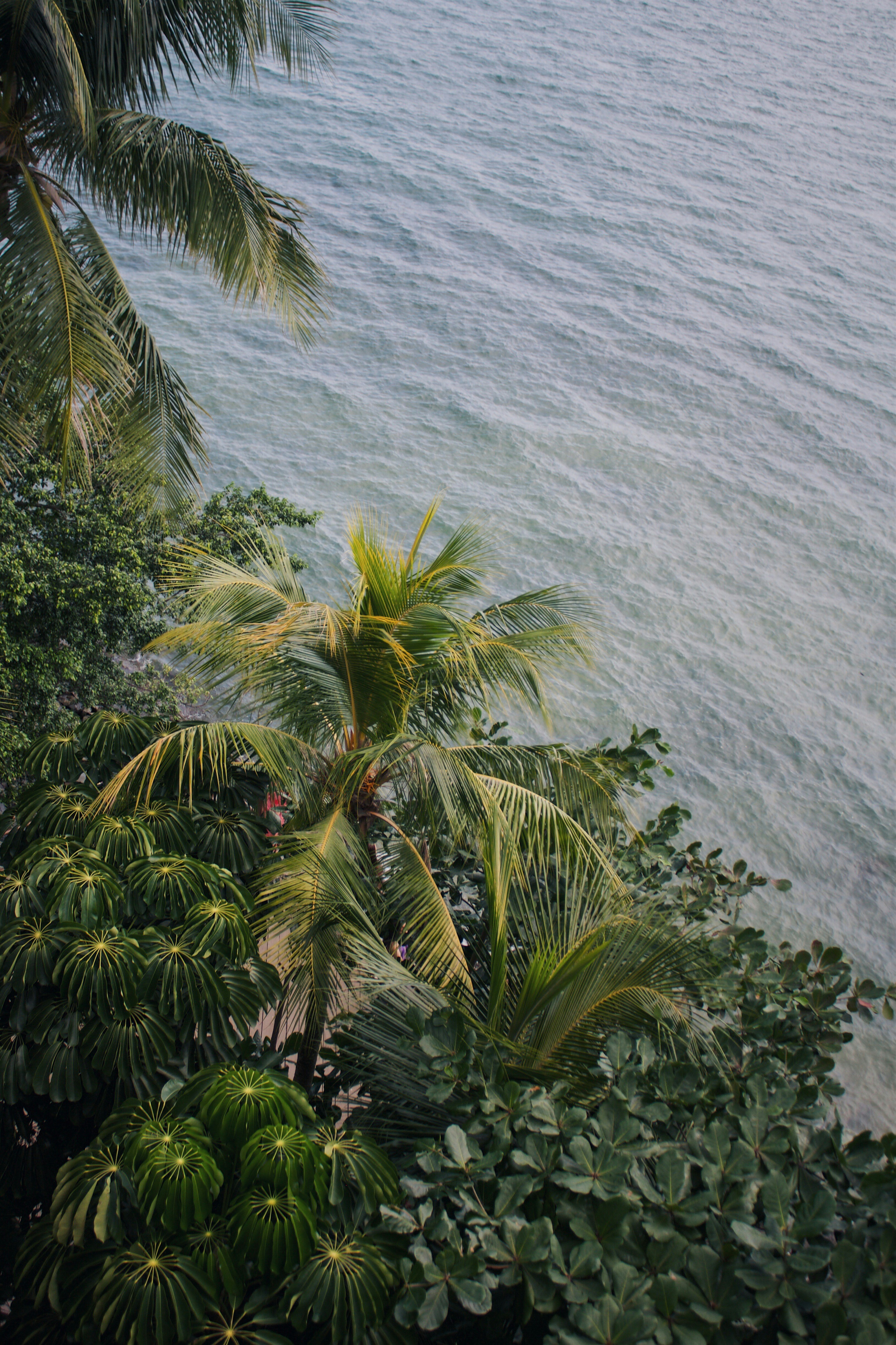 Coconut tree photo – Free Tropical Image on Unsplash