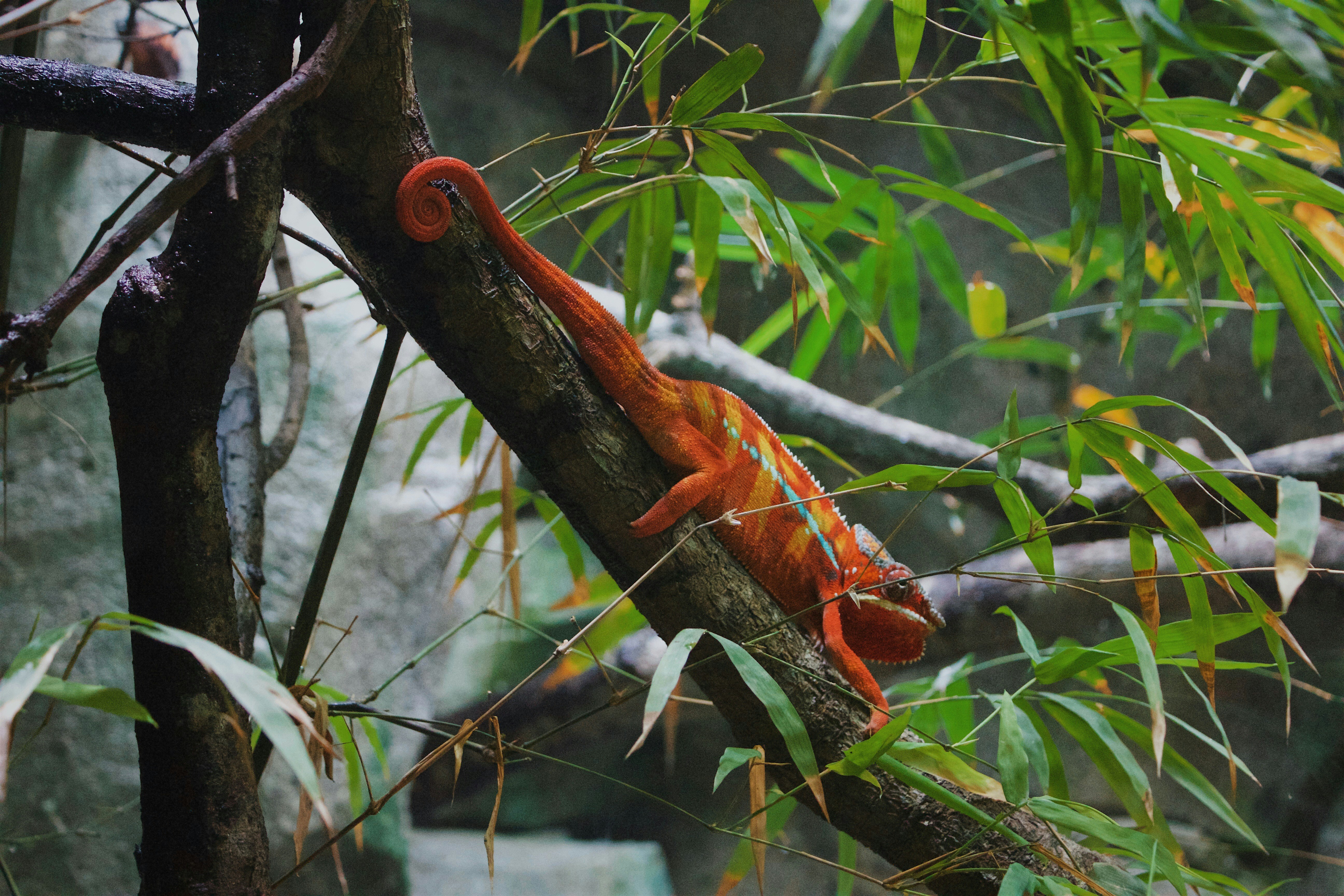 Crimson Arboreal Lizard Clinging to a Diagonal Bamboo Branch