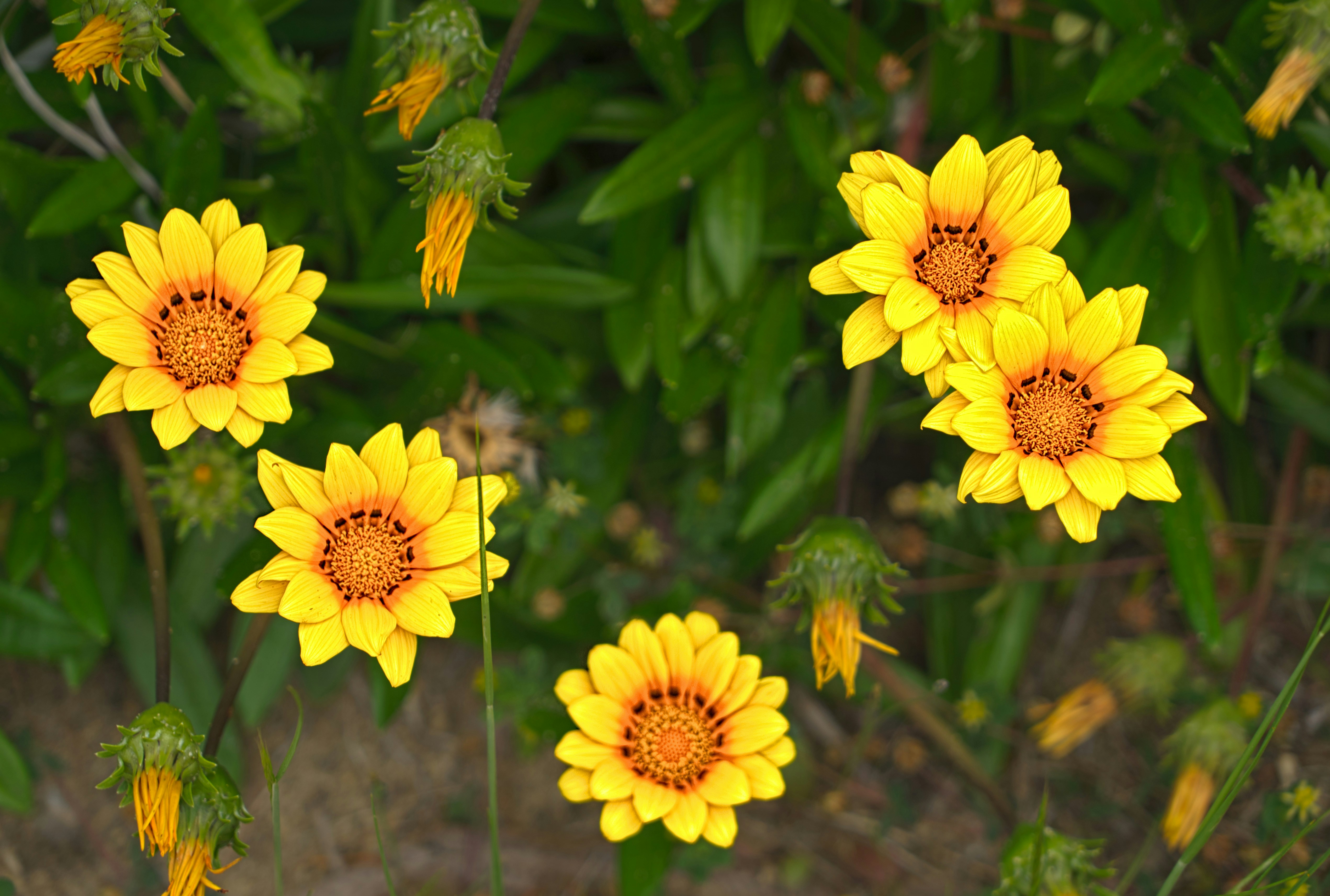 Vibrant yellow flowers blooming amidst lush green foliage, showcasing nature's artistry.