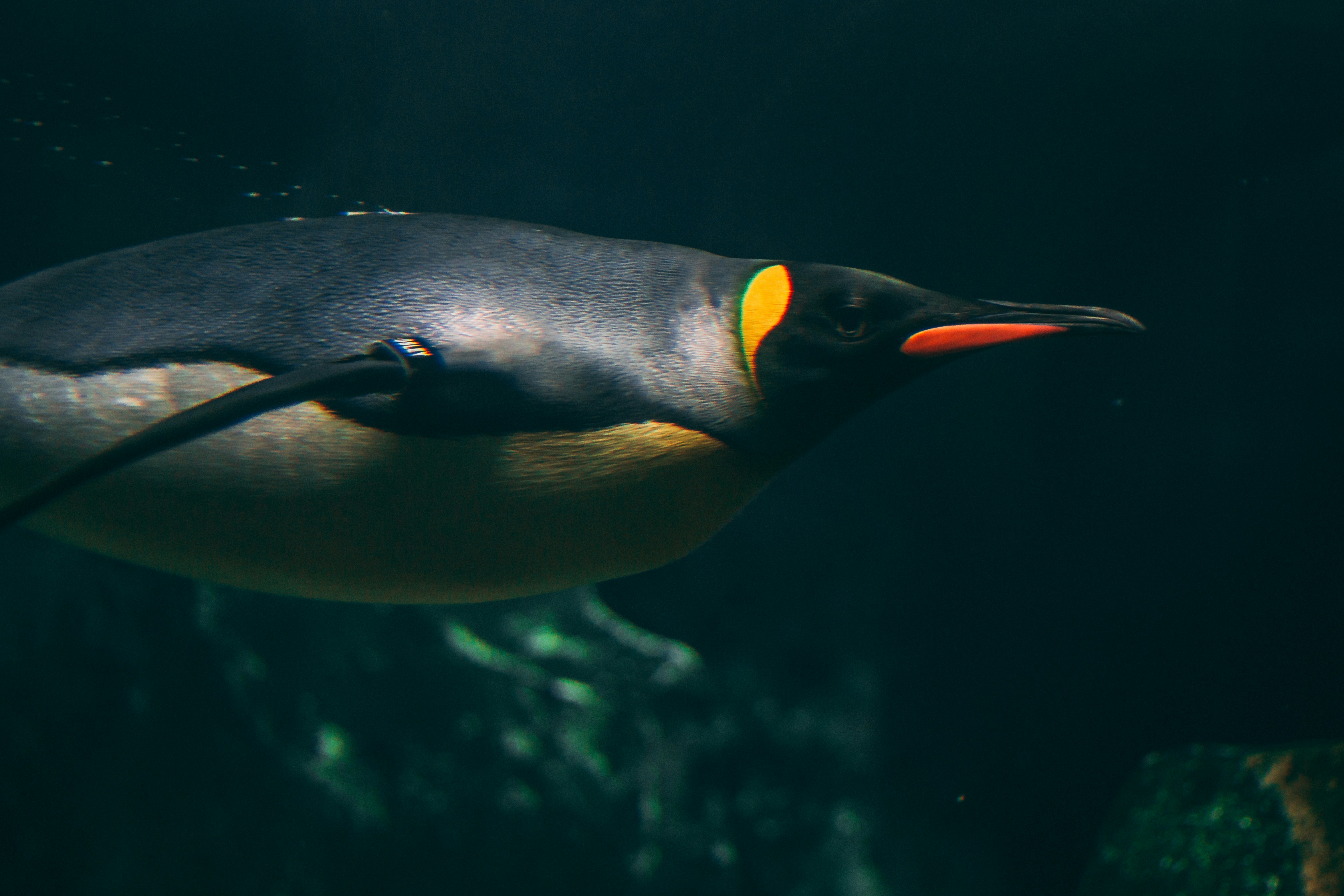 A king penguin swimming elegantly through dark waters, showcasing its vibrant colors against the subdued background.