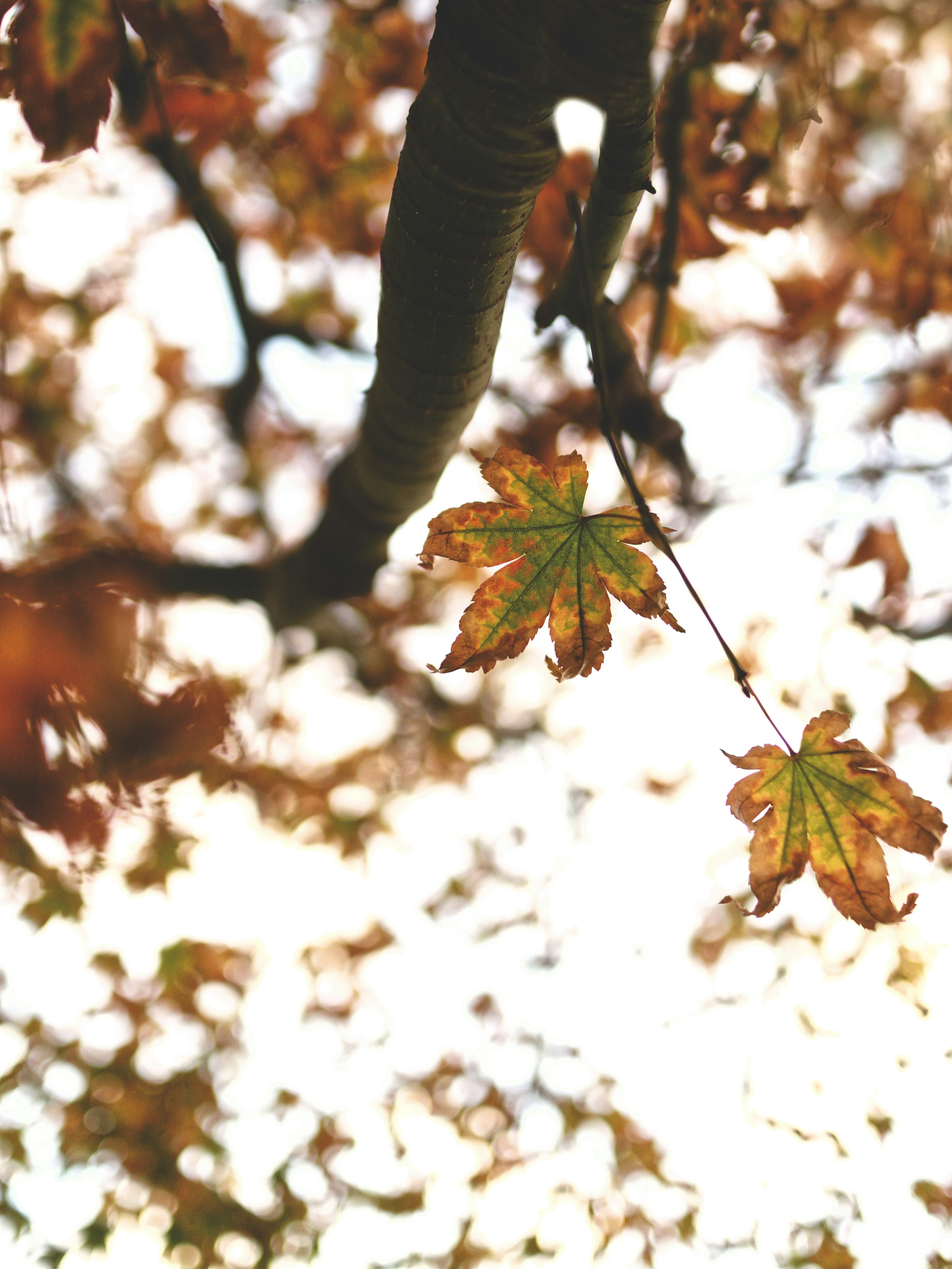 Close-up of vibrant autumn leaves hanging from a branch against a softly blurred background, highlighting the seasonal transition.